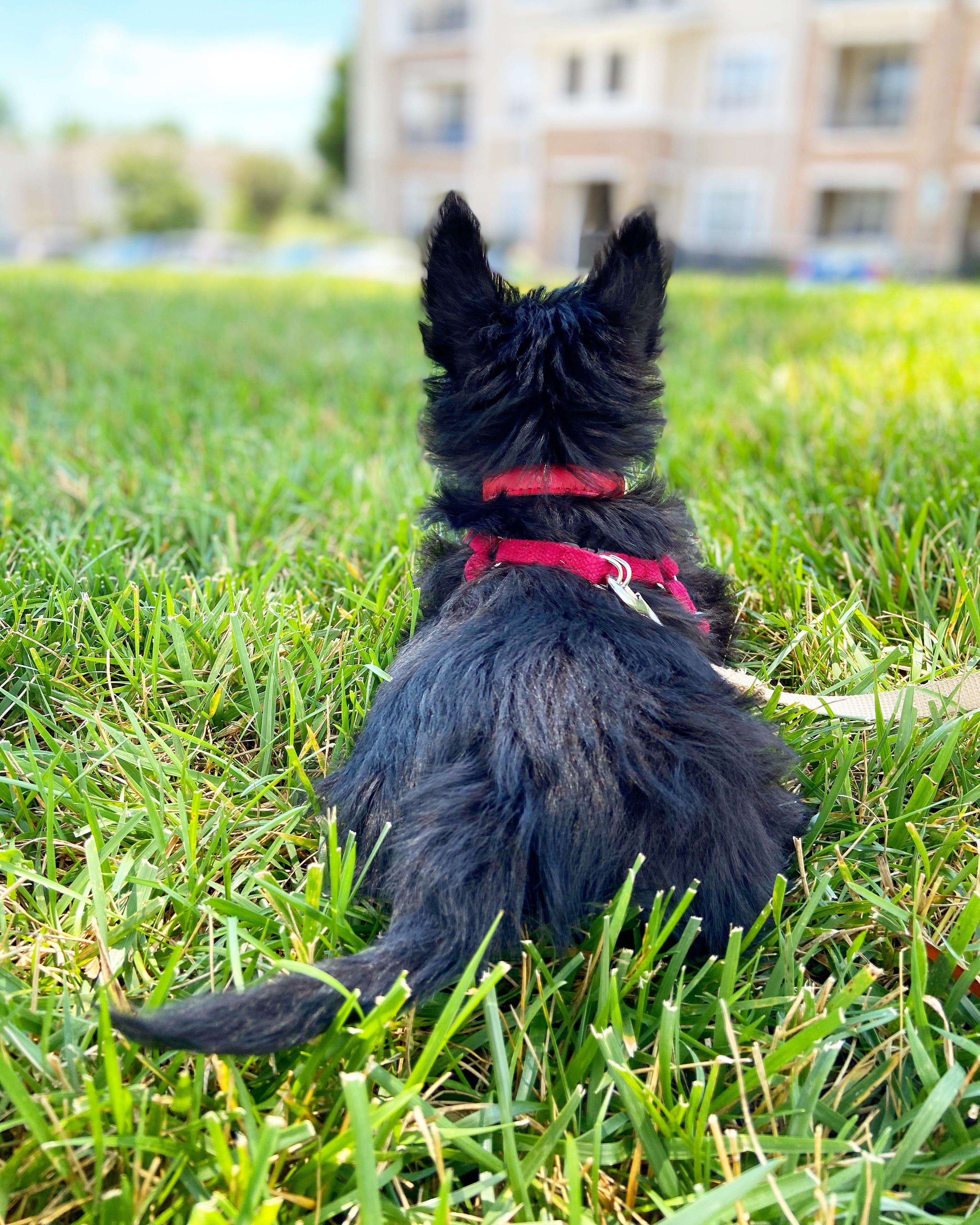 Angus keeping watch! | Scrolller