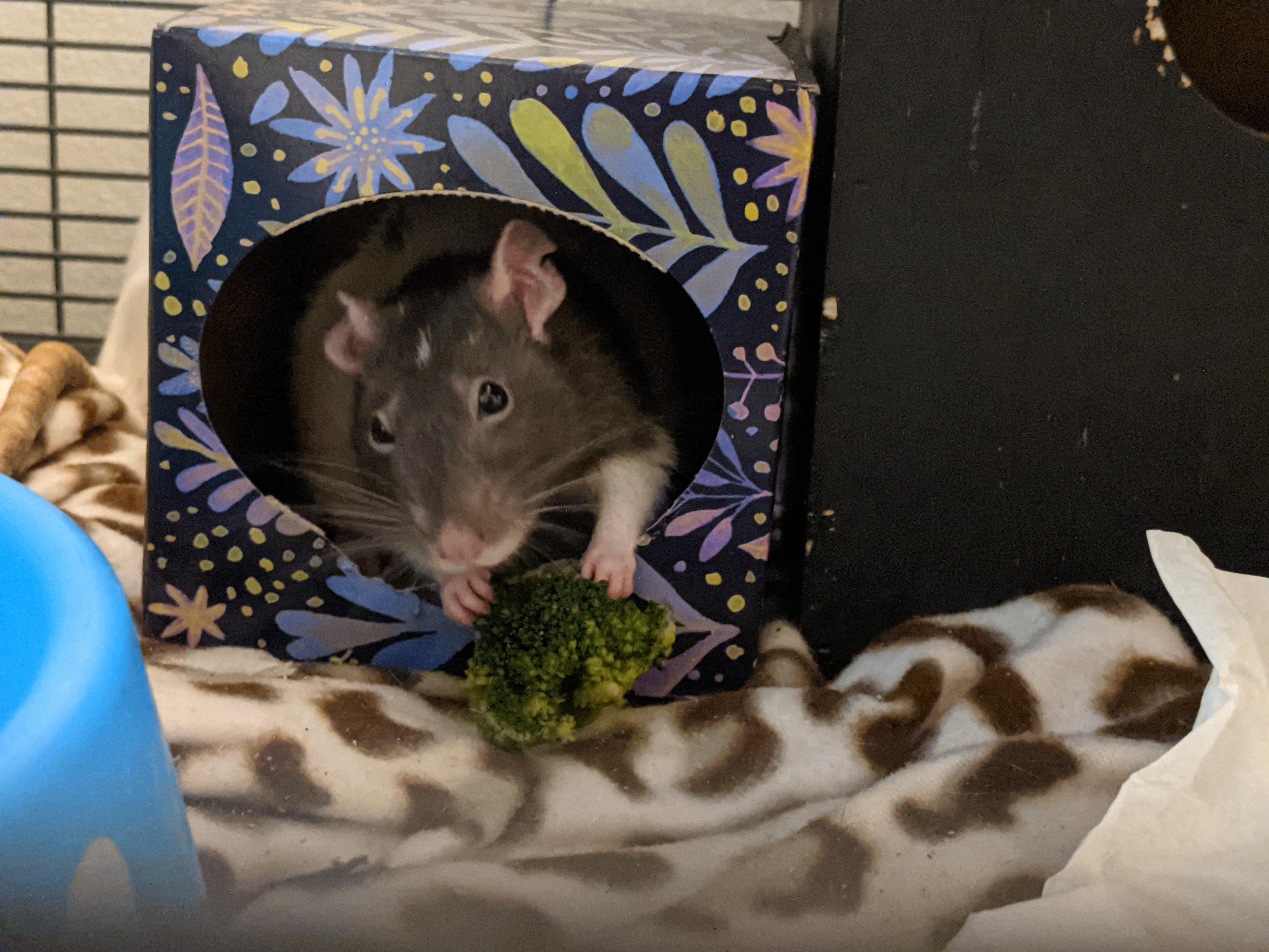 Annie enjoying some broccoli on raturday | Scrolller