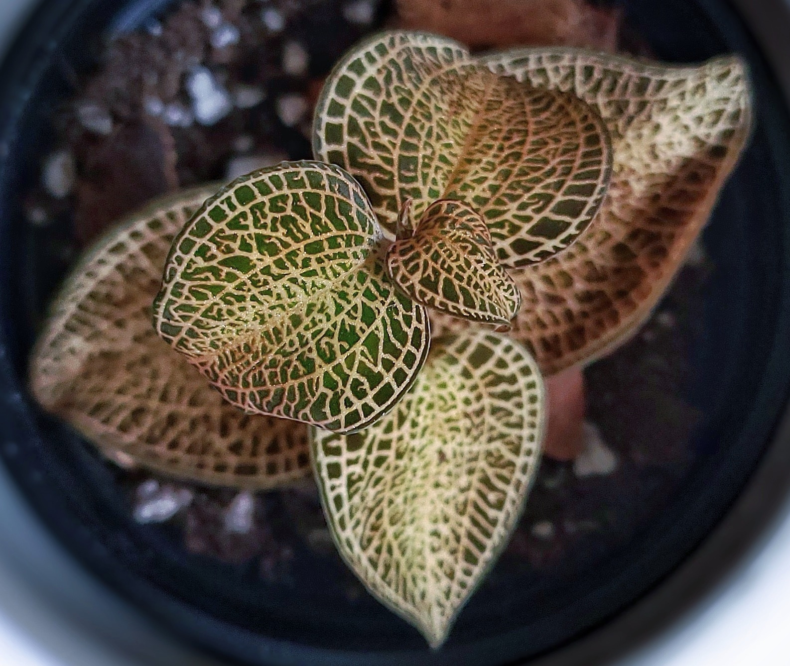 Anoectochilus roxburghii White Gold fantasy. 💫 | Scrolller