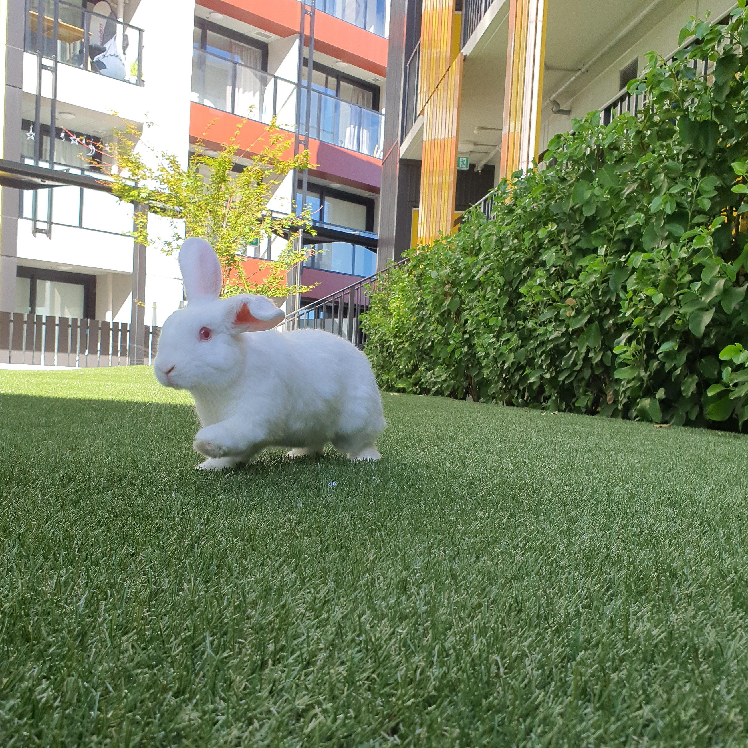 Another binky bunny for you | Scrolller