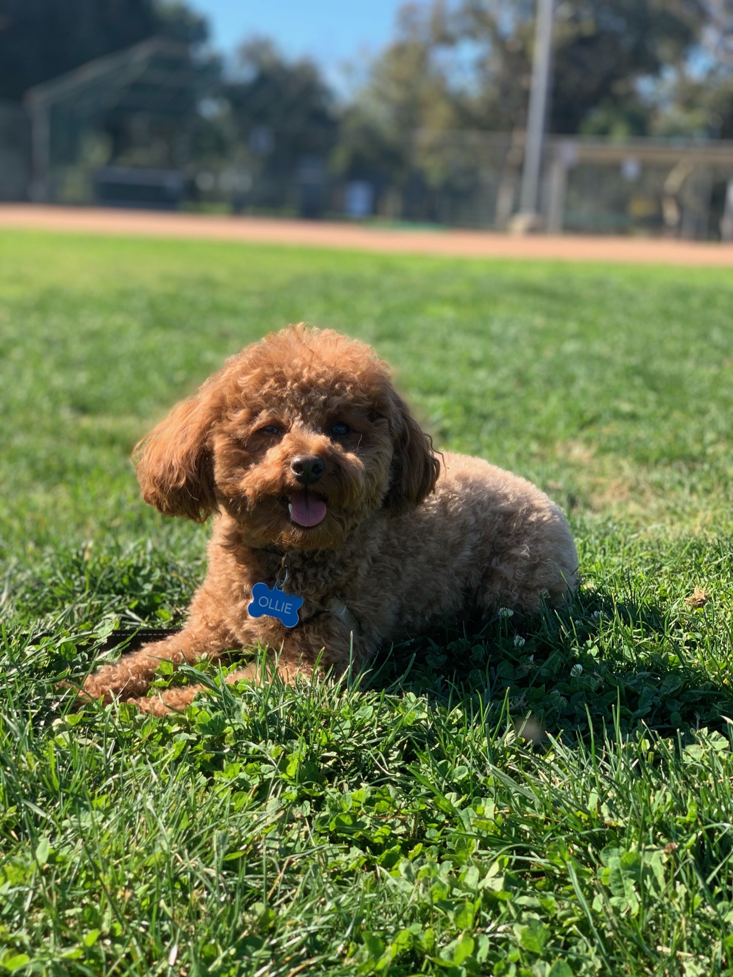 Another Happy Landing (at the park) | Scrolller