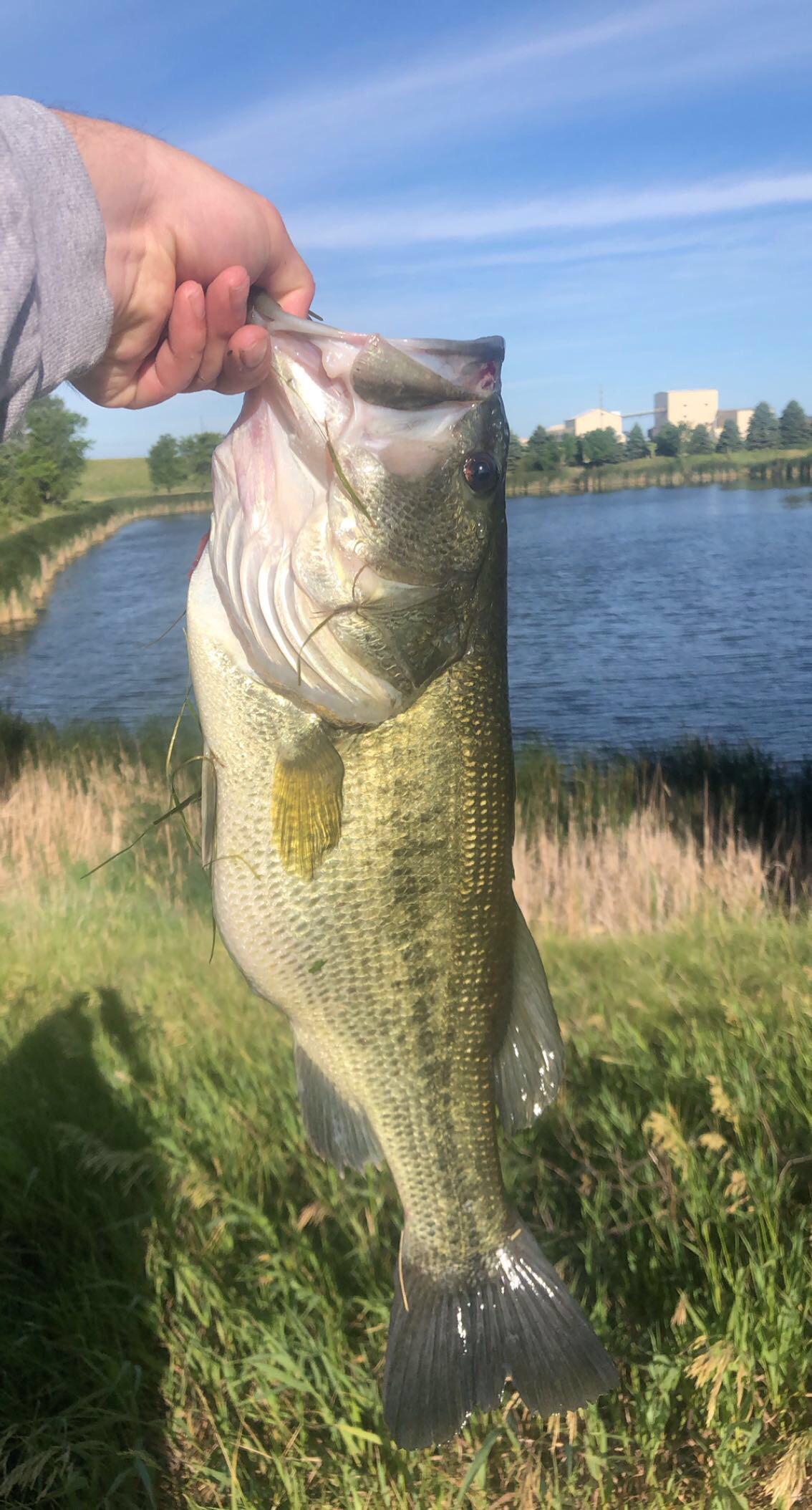 Another hog | Scrolller