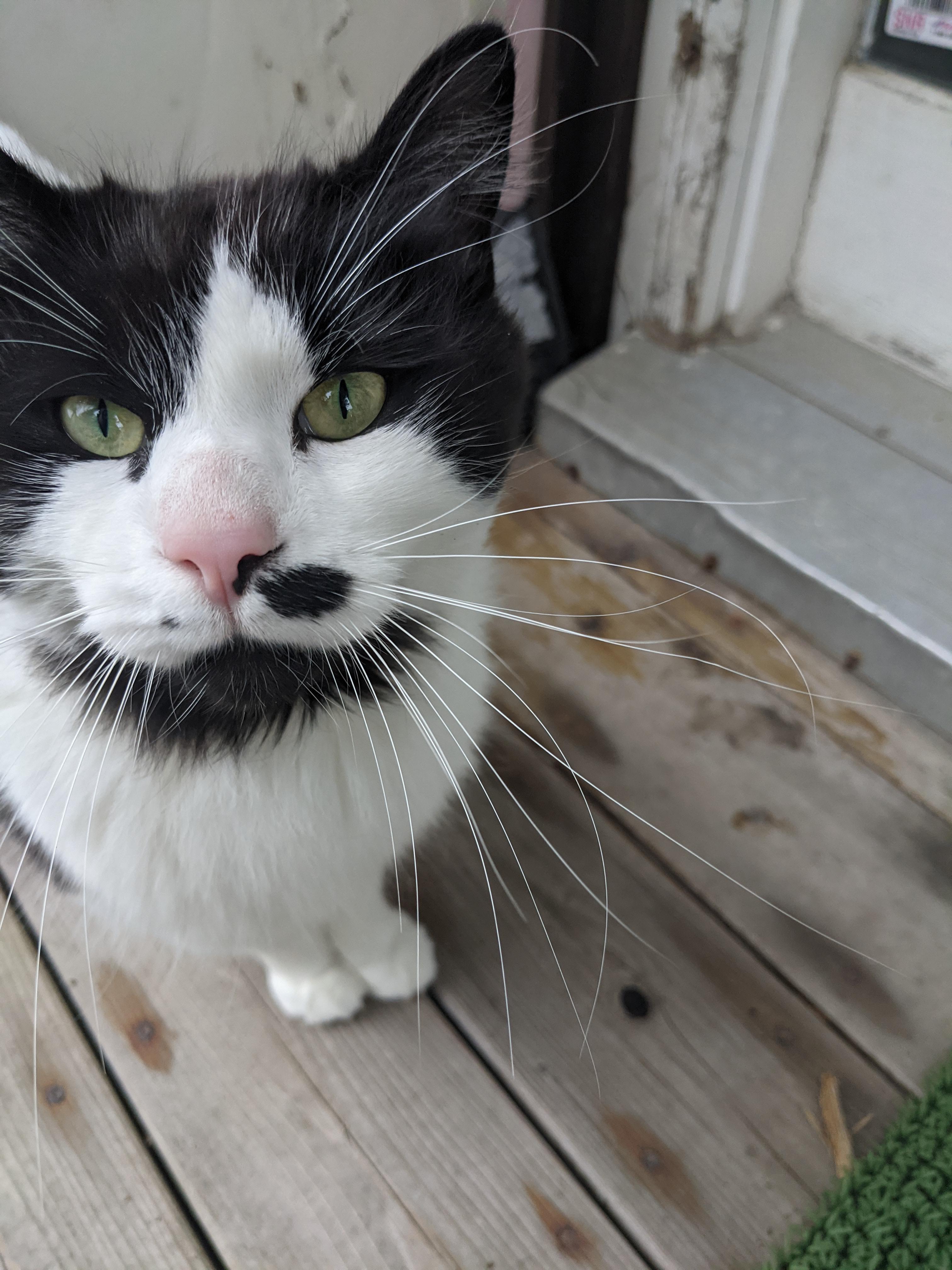 Another kitler | Scrolller