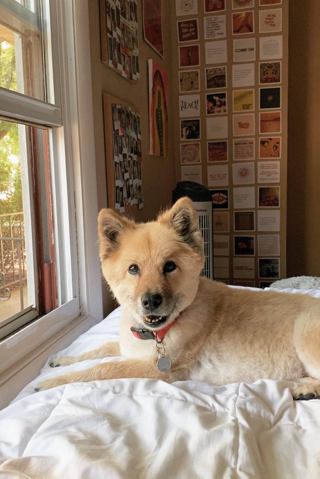 Another morning with Ally. Different day, same spot and pose though! Good morning Reddit from us ...