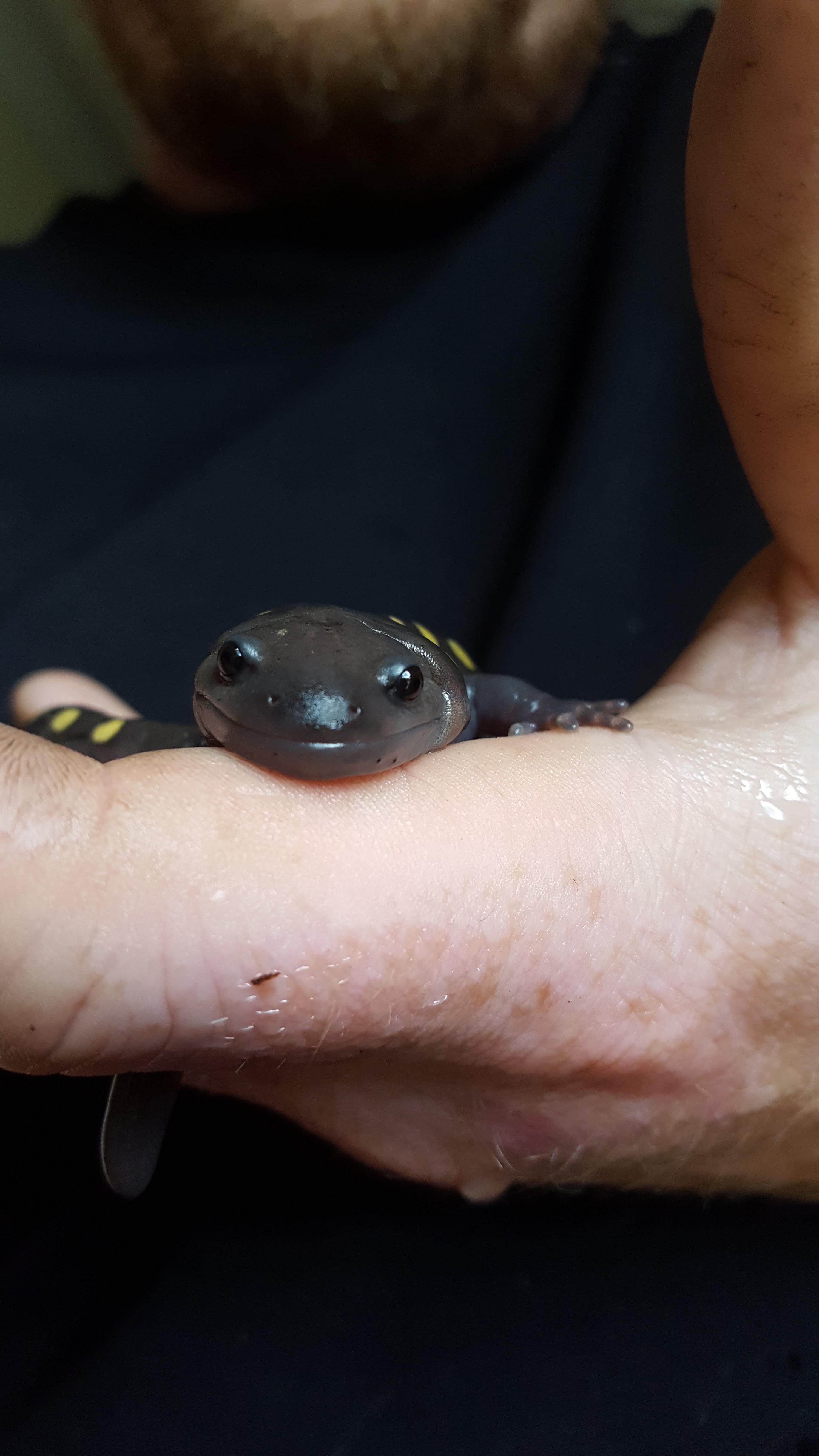 Another pic of Hector Salamander. | Scrolller