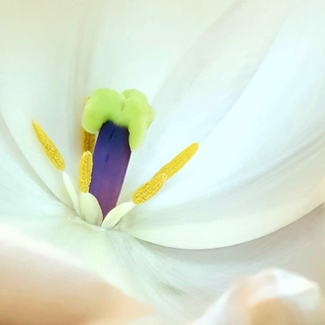 Another tulip | Scrolller