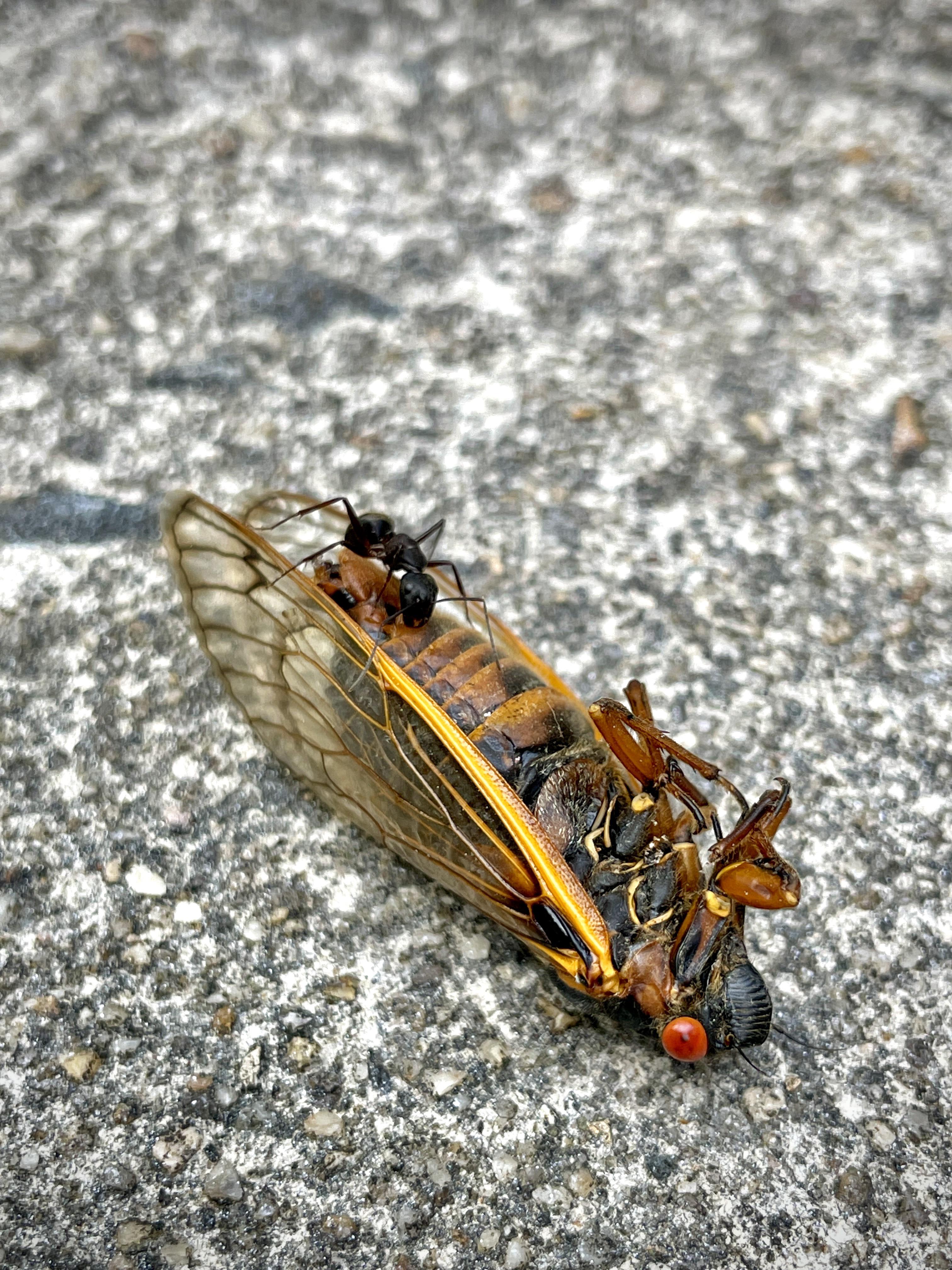 Ant about to feast on a cicada | Scrolller