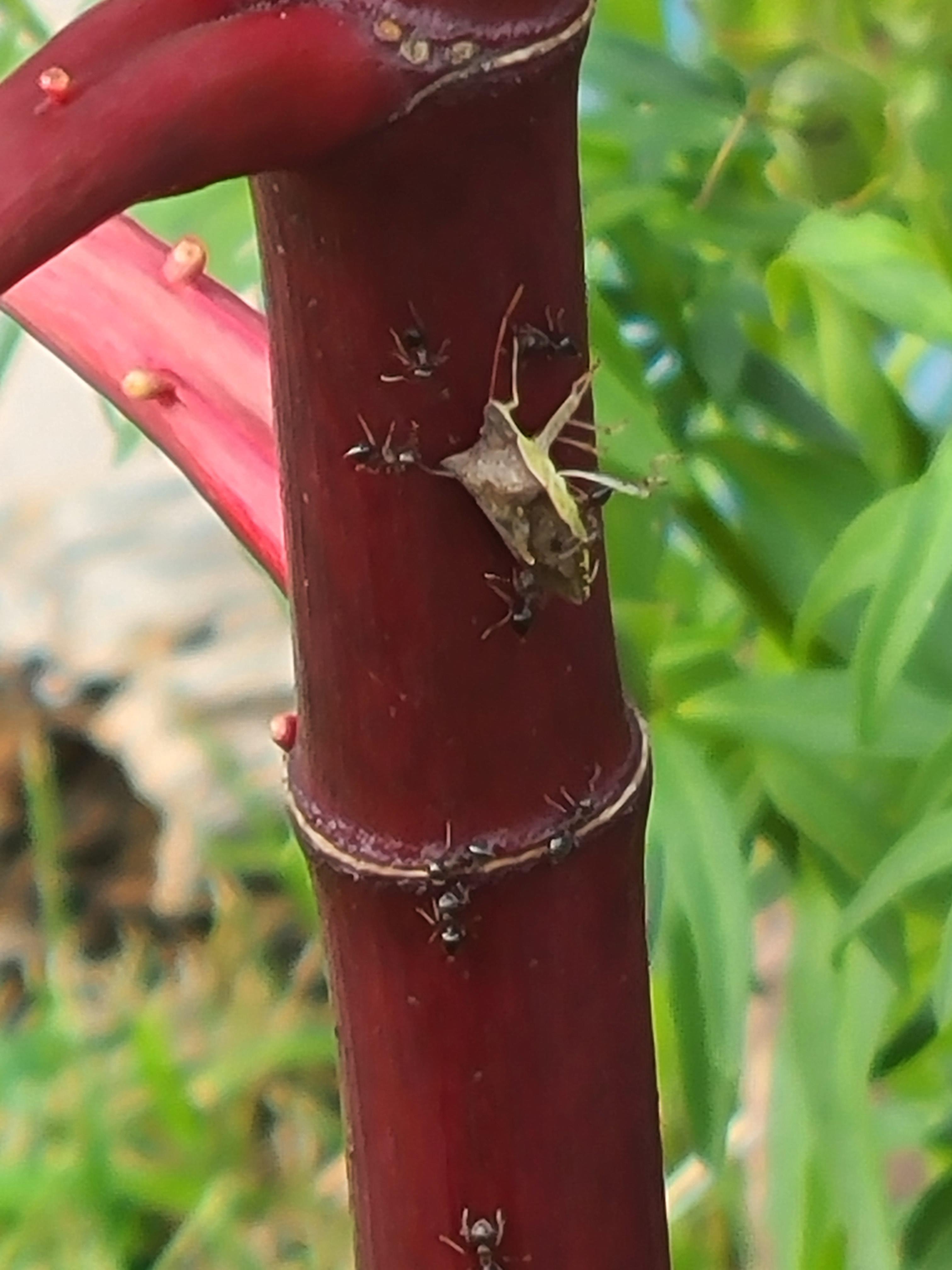 Ants ripping another bug apart by its limbs | Scrolller