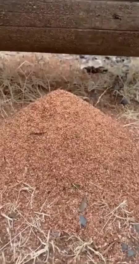 Ants Working Together to Build Their New House. | Scrolller