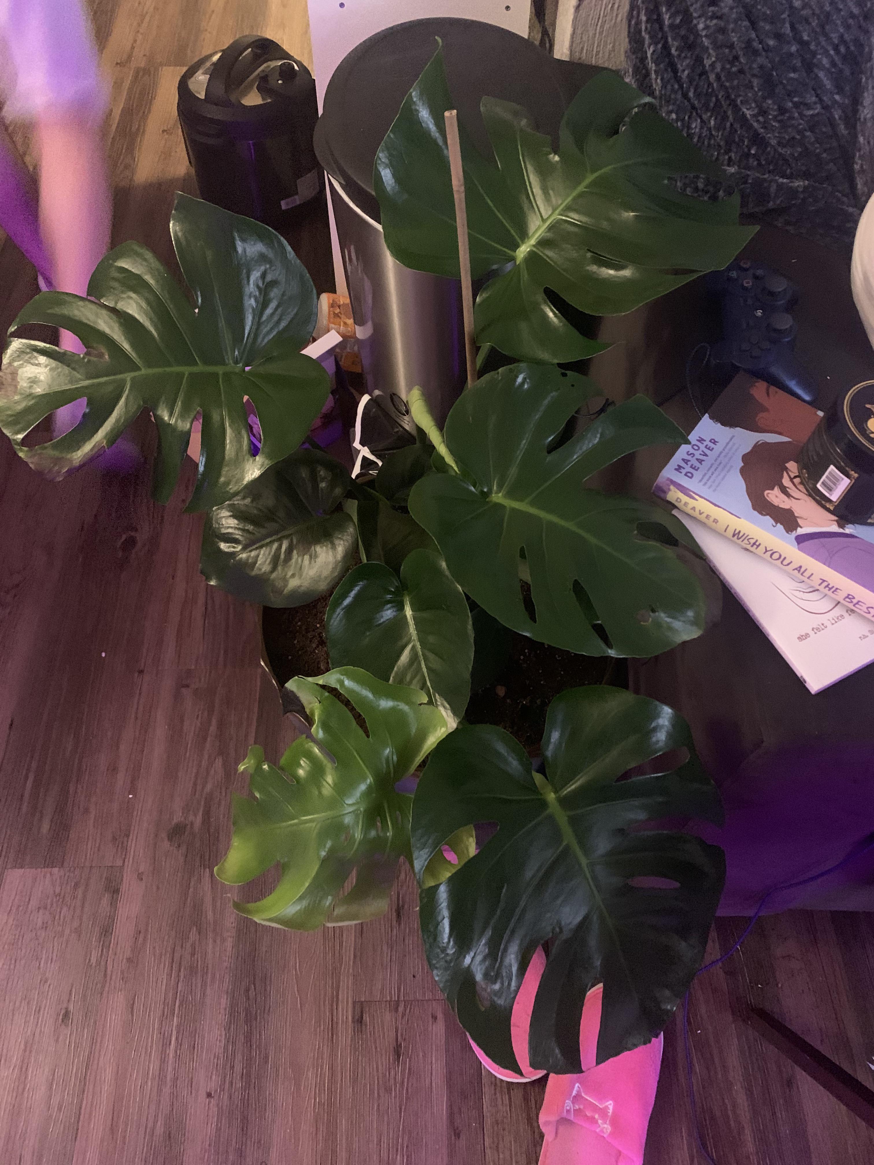 Any help with my monstera? It’s throwing out both bug and small leaves, but some of them are ...