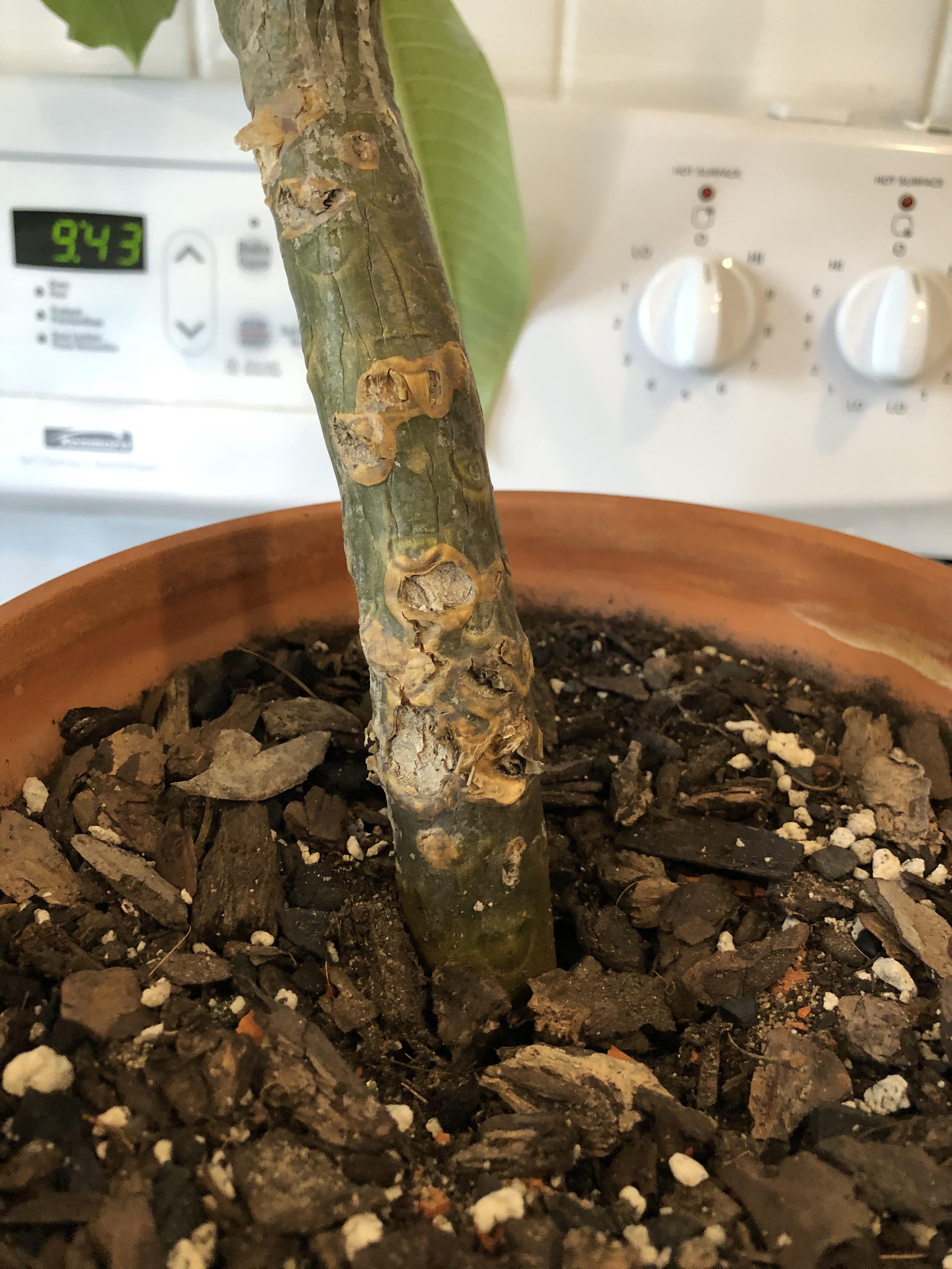 Any idea what’s going on with the stem? | Scrolller