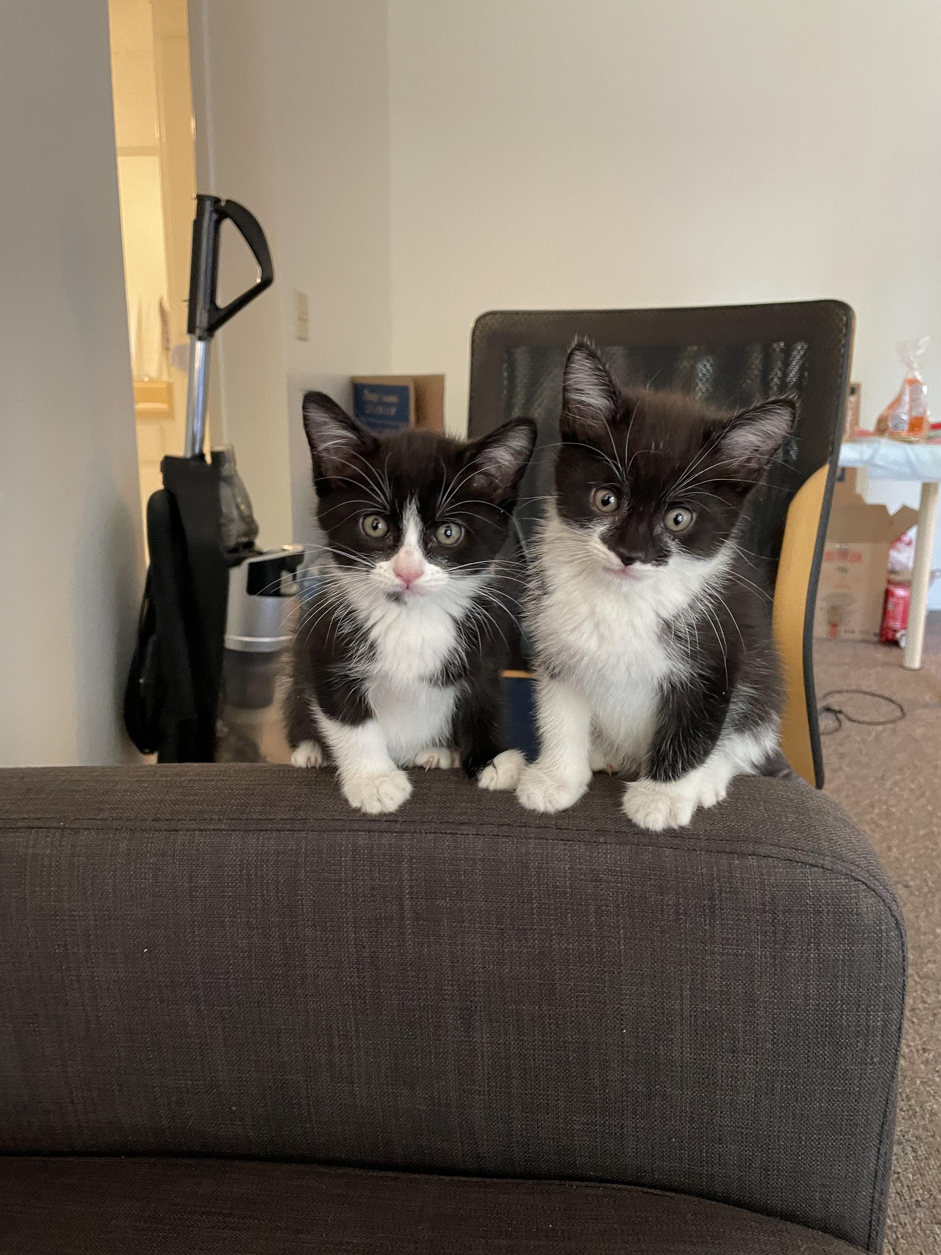 Any names for these two adorable kittens? | Scrolller
