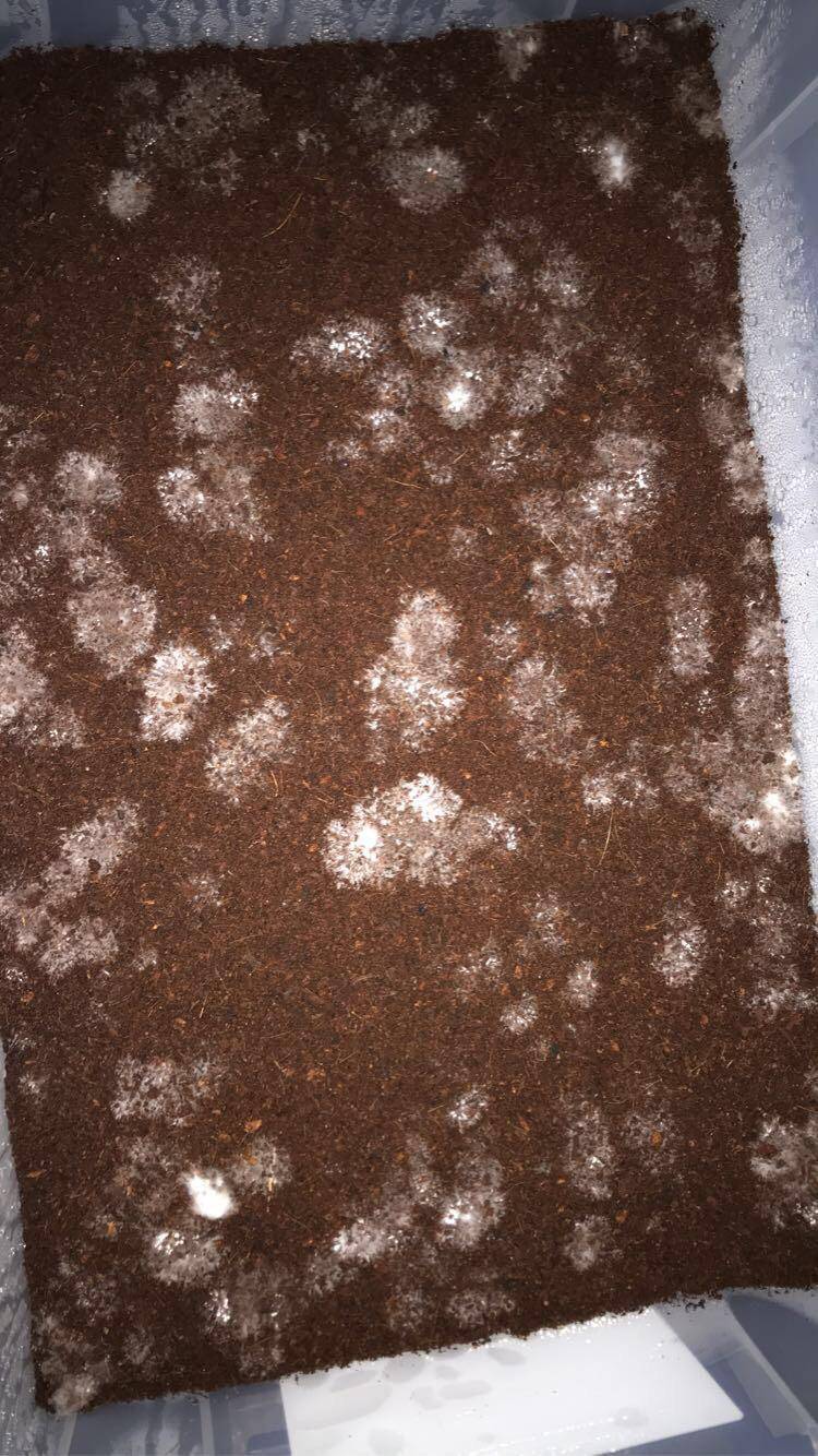 Any signs of contamination? White dots are worrying me | Scrolller