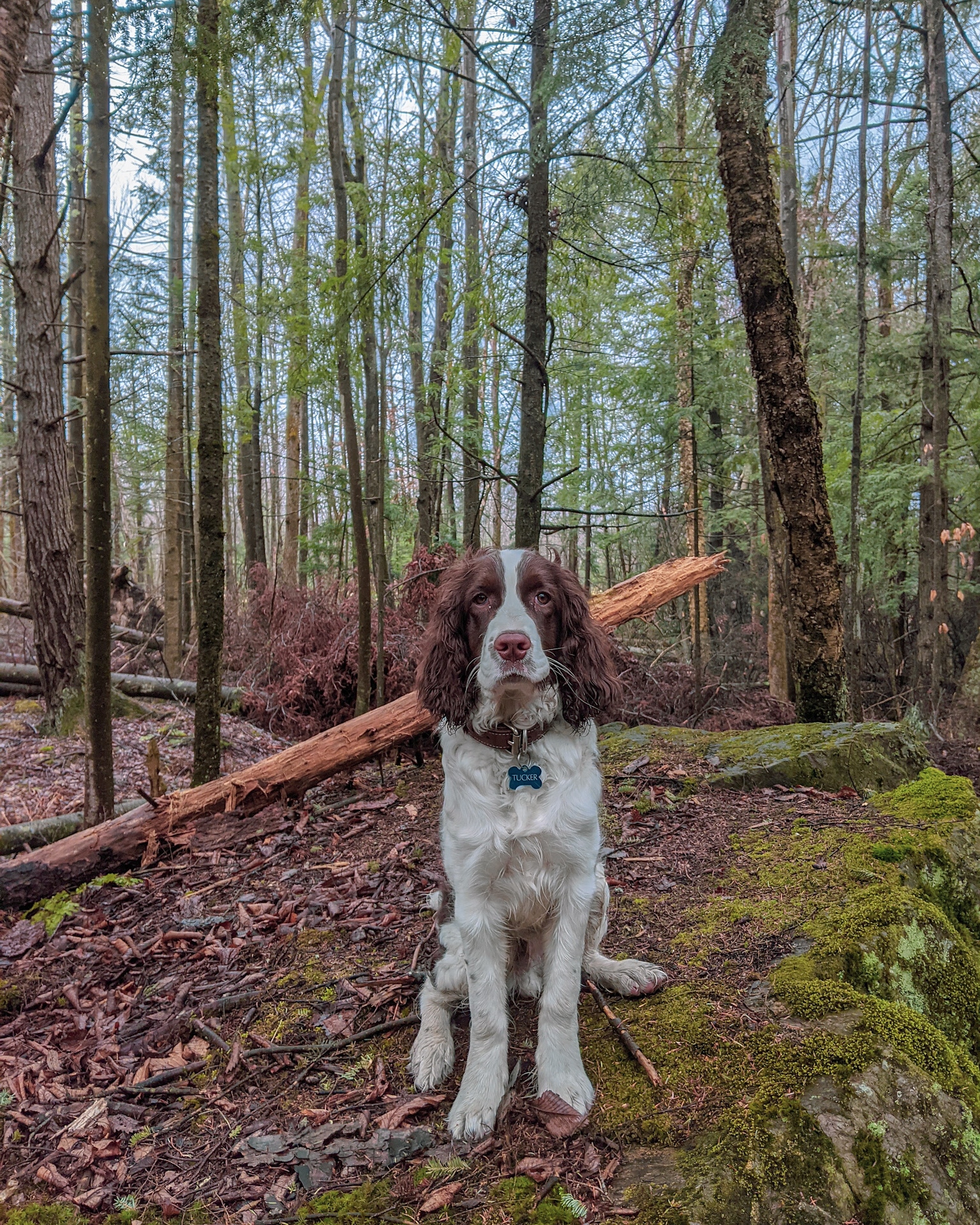 Anyone else have a super serious Springer? This is Tucker and he's 5 m/o | Scrolller