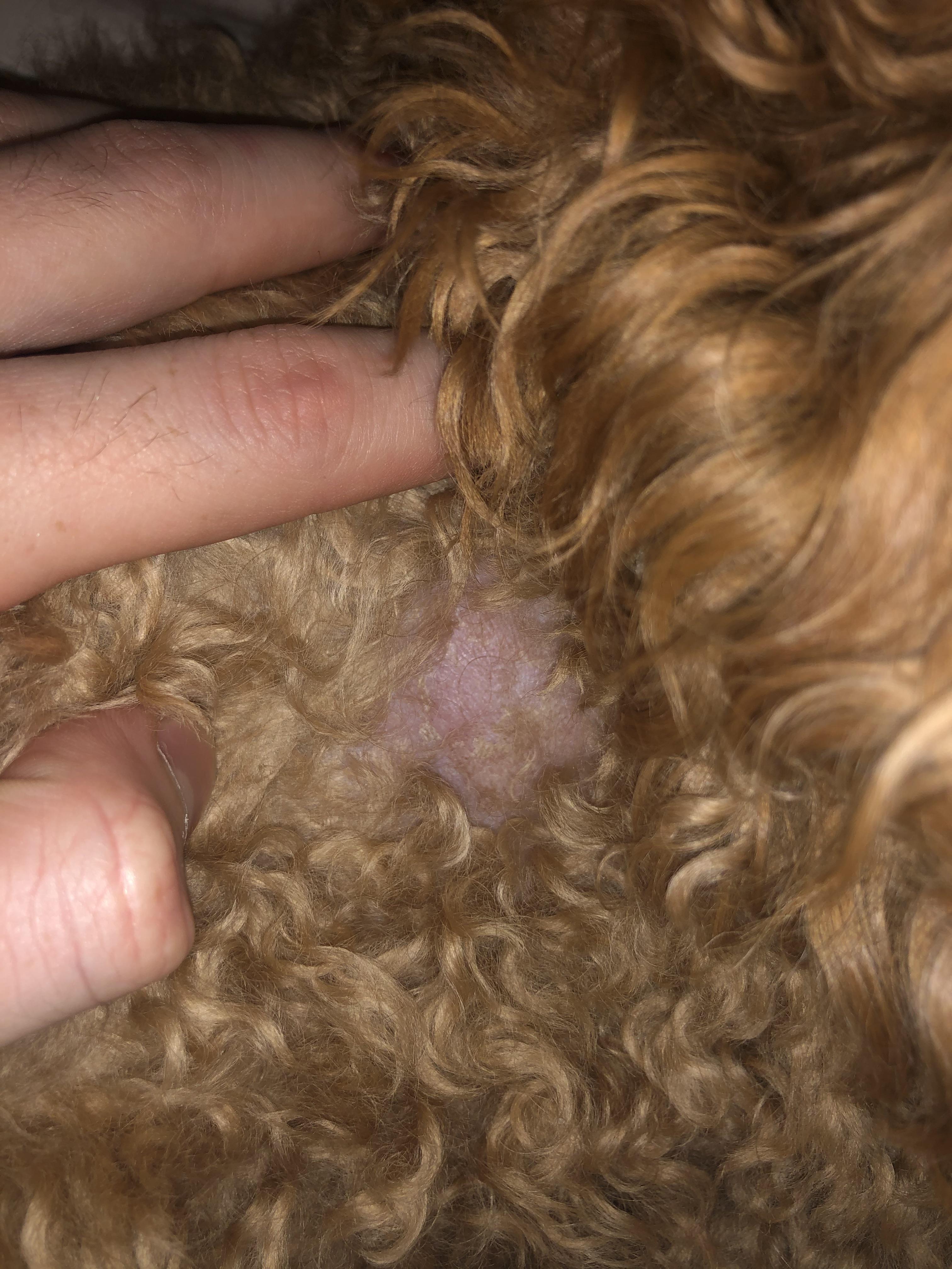 Anyone know what this bald rash like spot on my dog is? | Scrolller