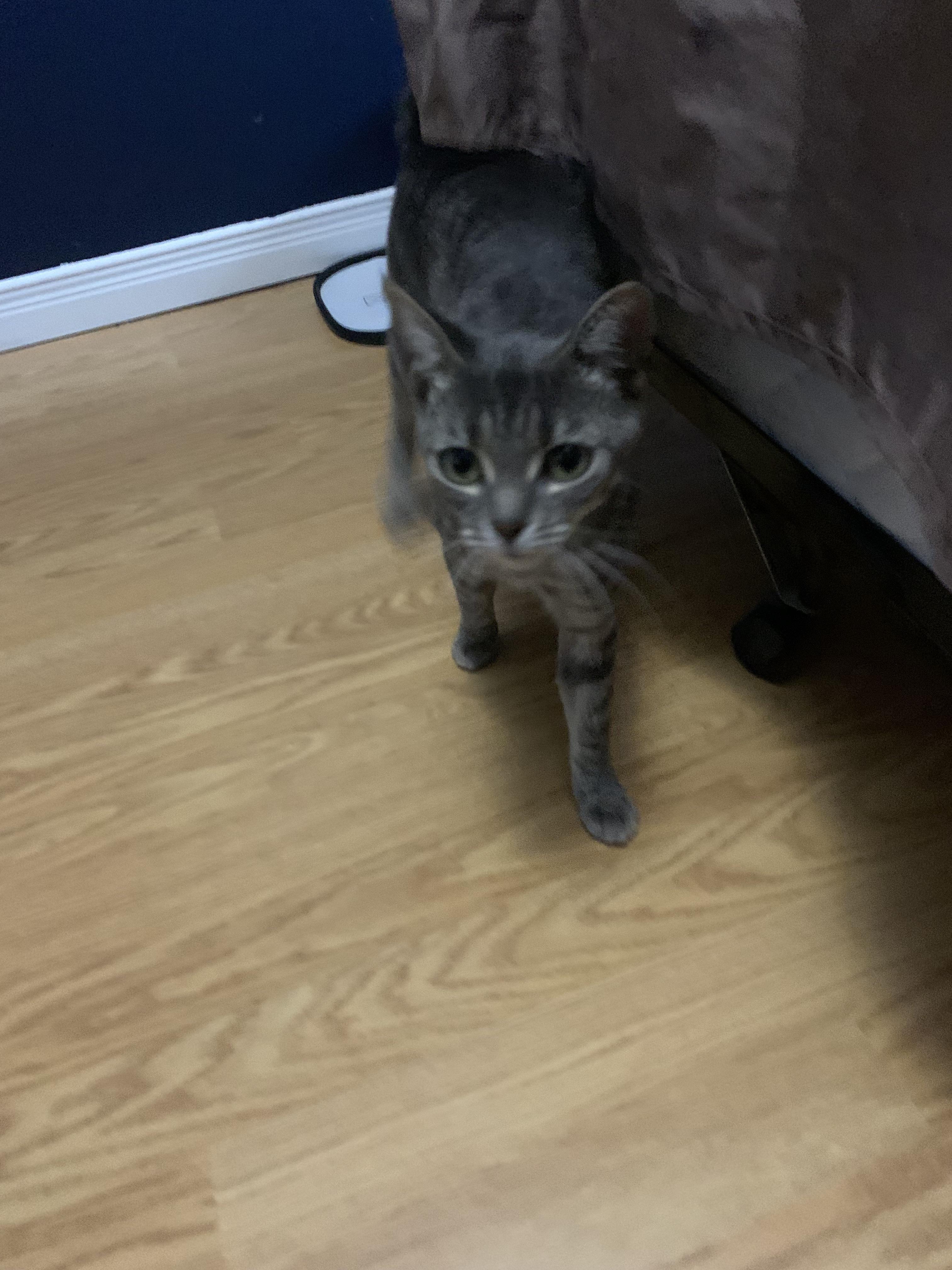 Anyone’s kitten? | Scrolller