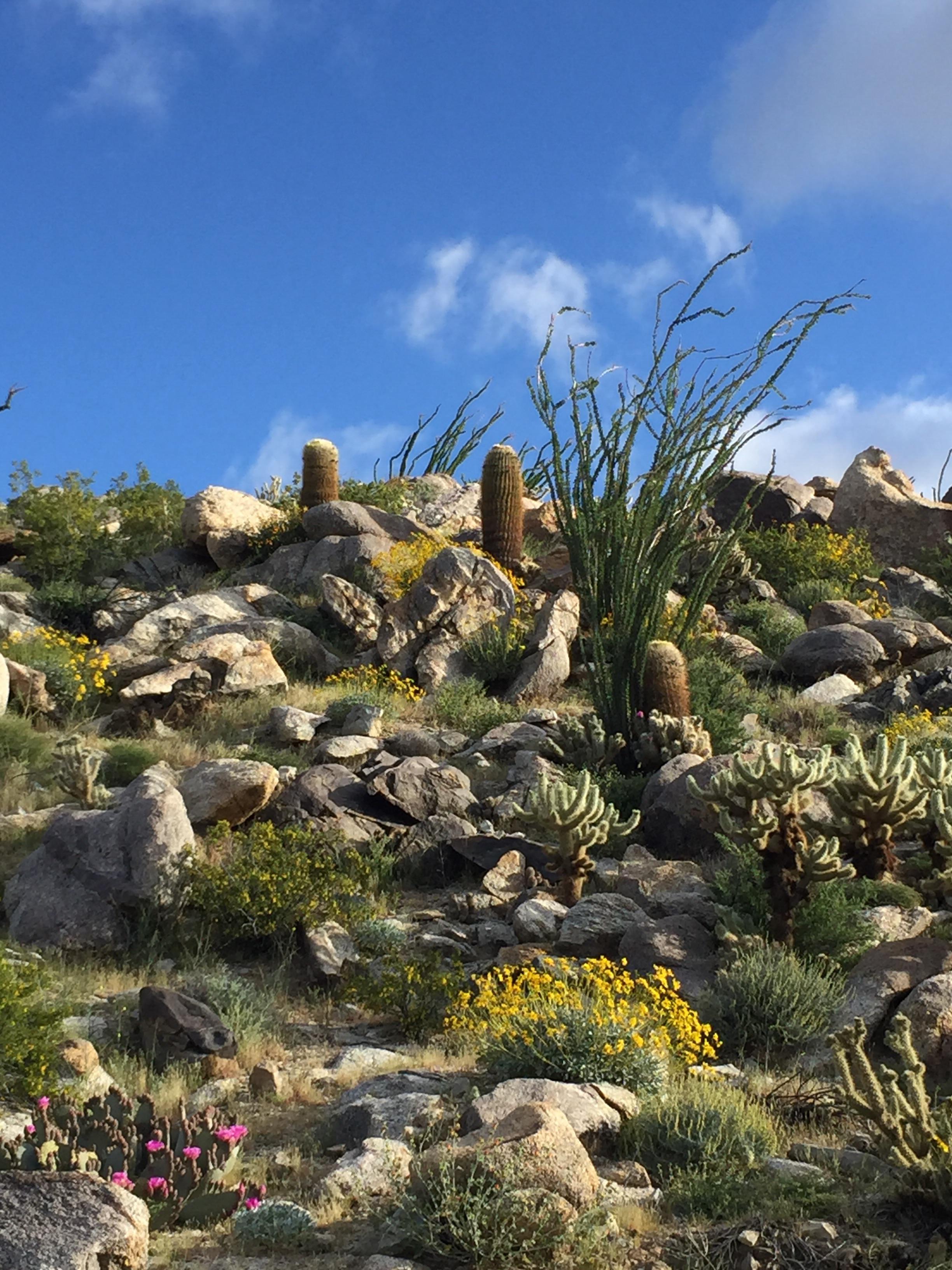 Anza-Borrego Desert, California [OC] | Scrolller
