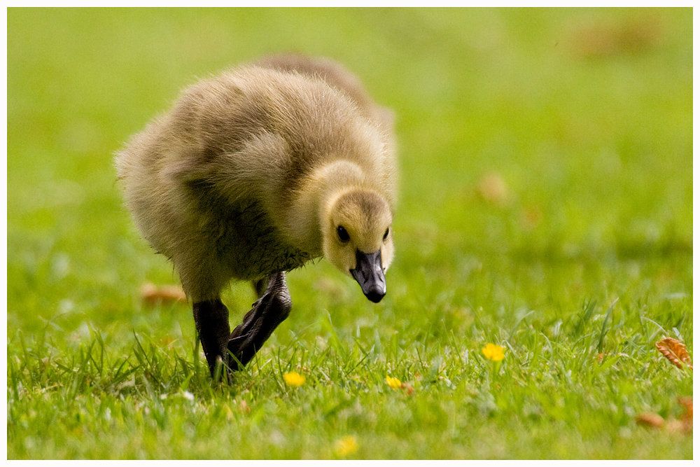 Apex Predator | Scrolller