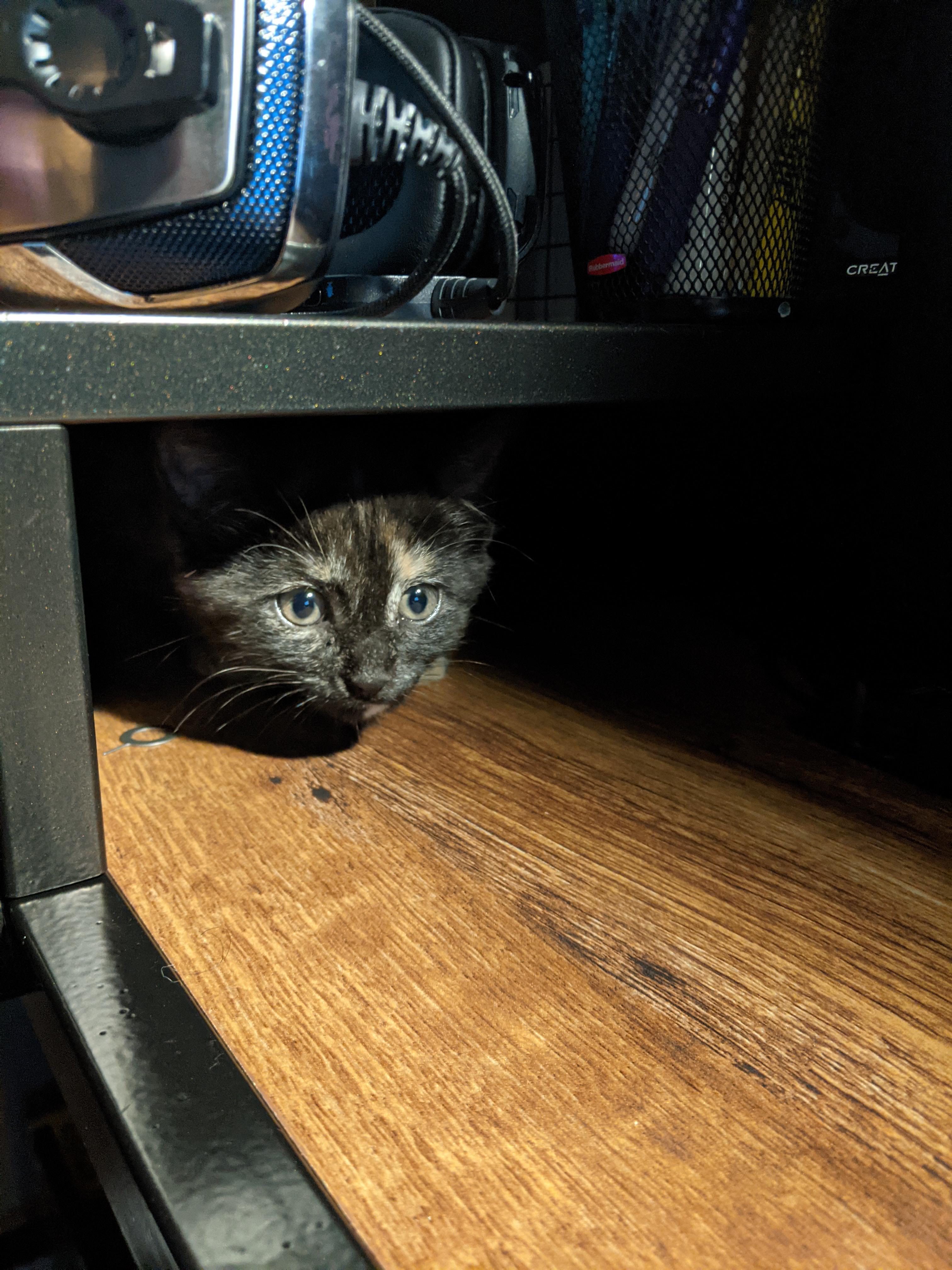 Apex Predator Shana (4 - 6 weeks) | Scrolller