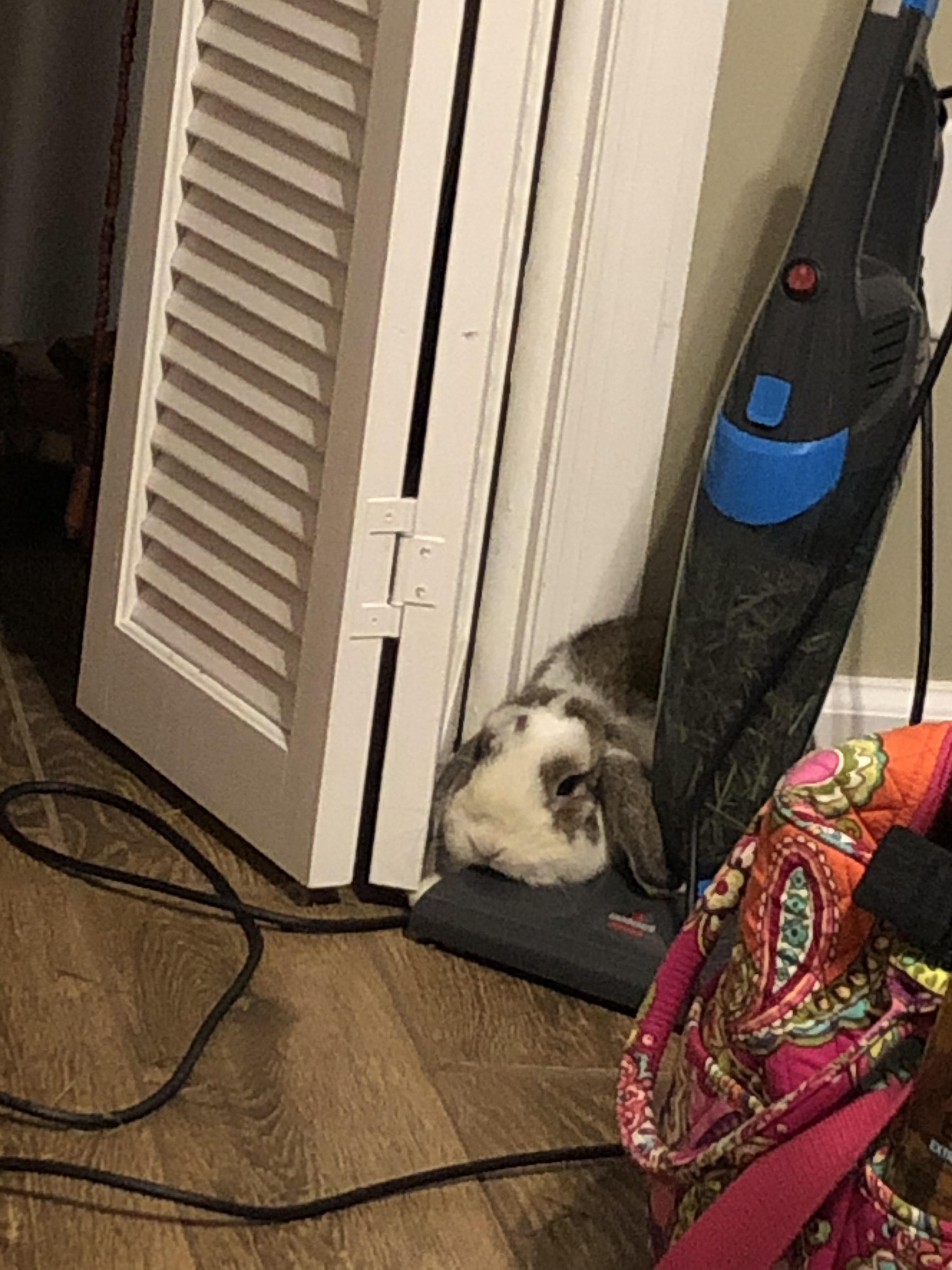 Apparently the vacuum makes a great headrest | Scrolller