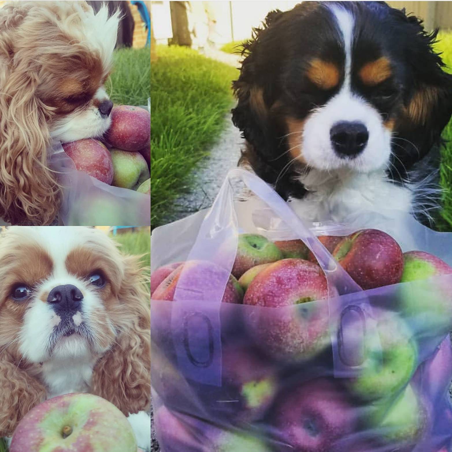 Apple picking season! | Scrolller