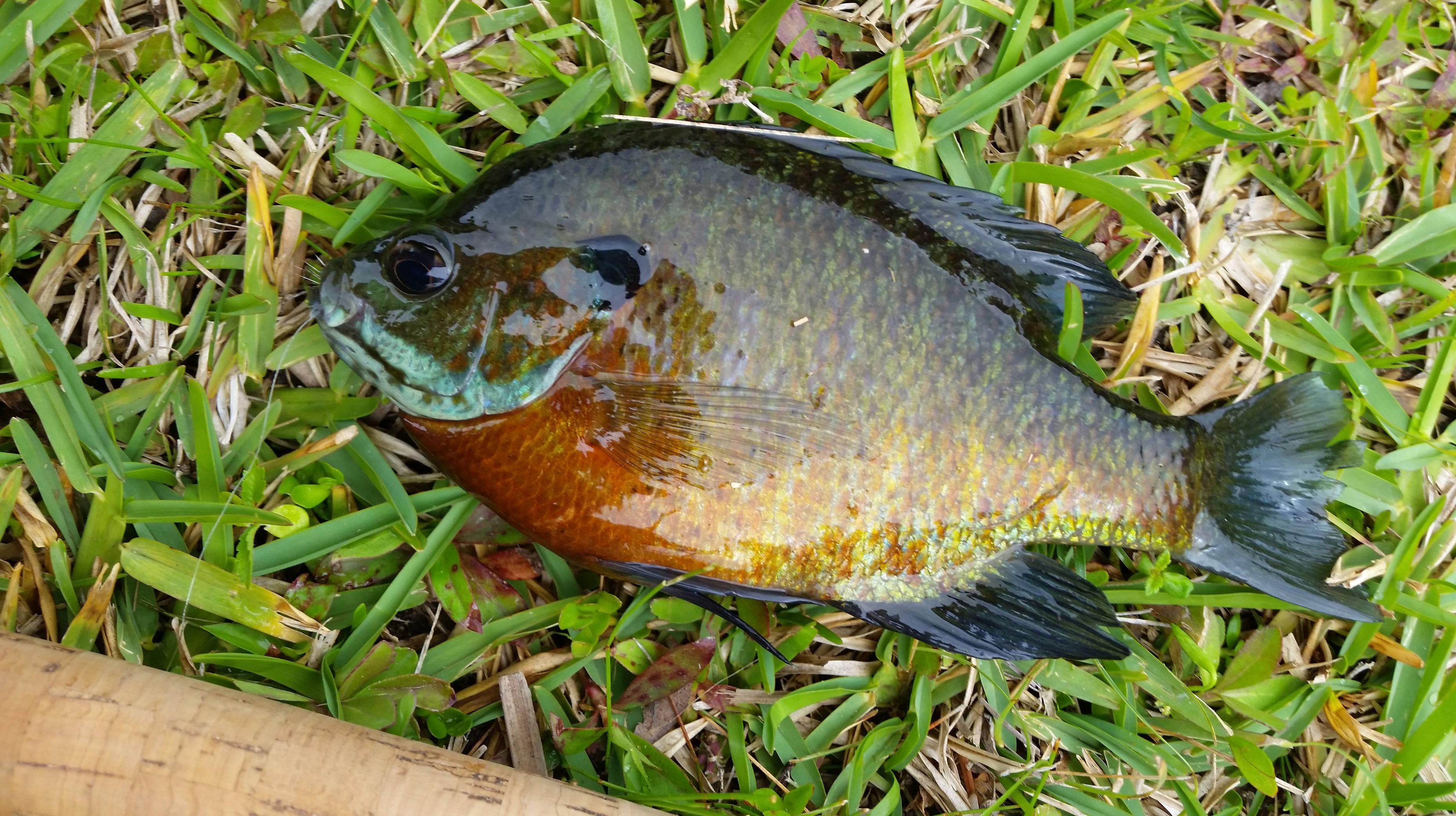 April submission | Scrolller