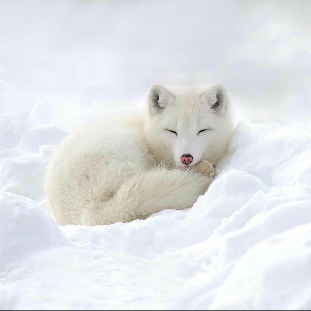 🔥 Arctic Fox | Scrolller