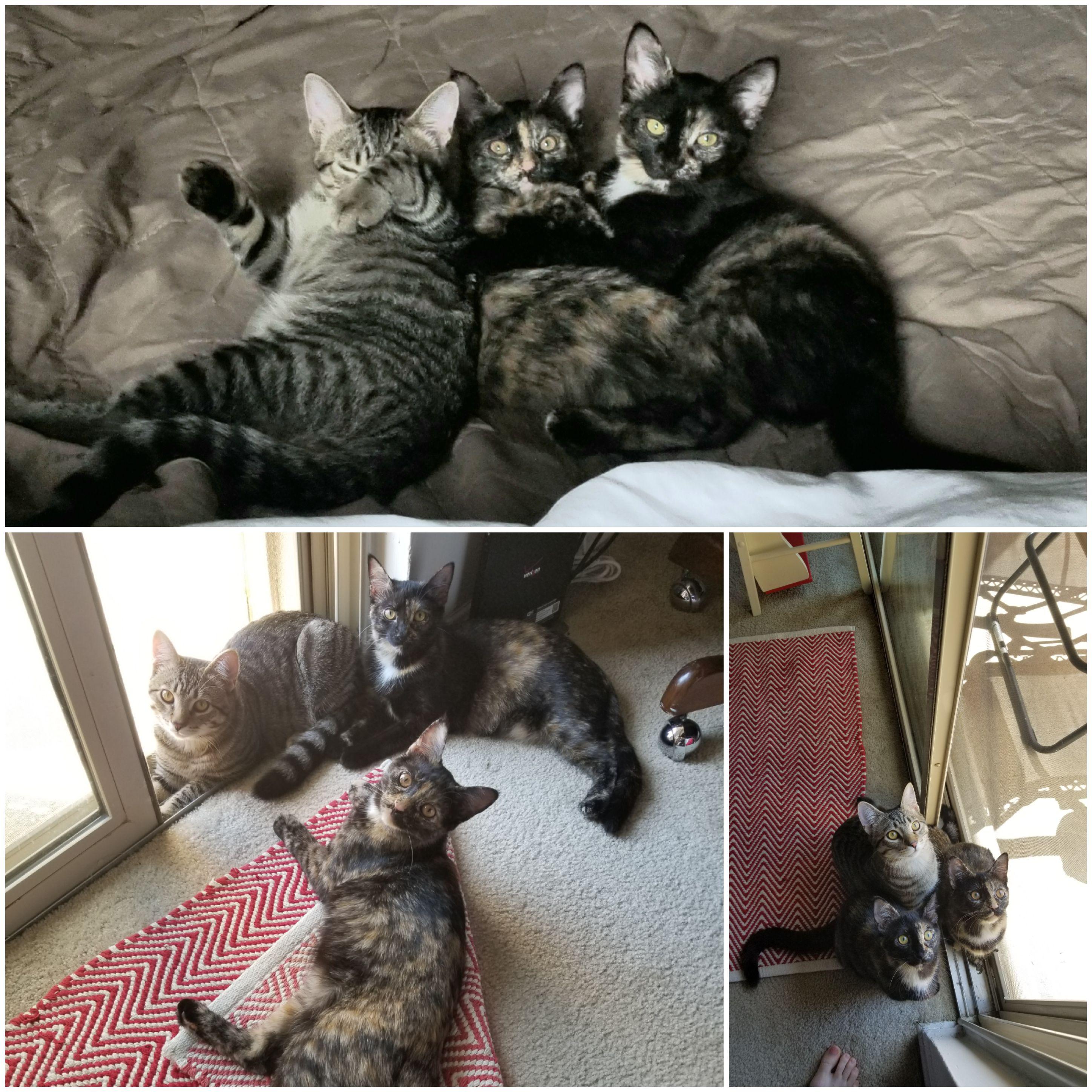 Are bonded triplets welcome here? | Scrolller