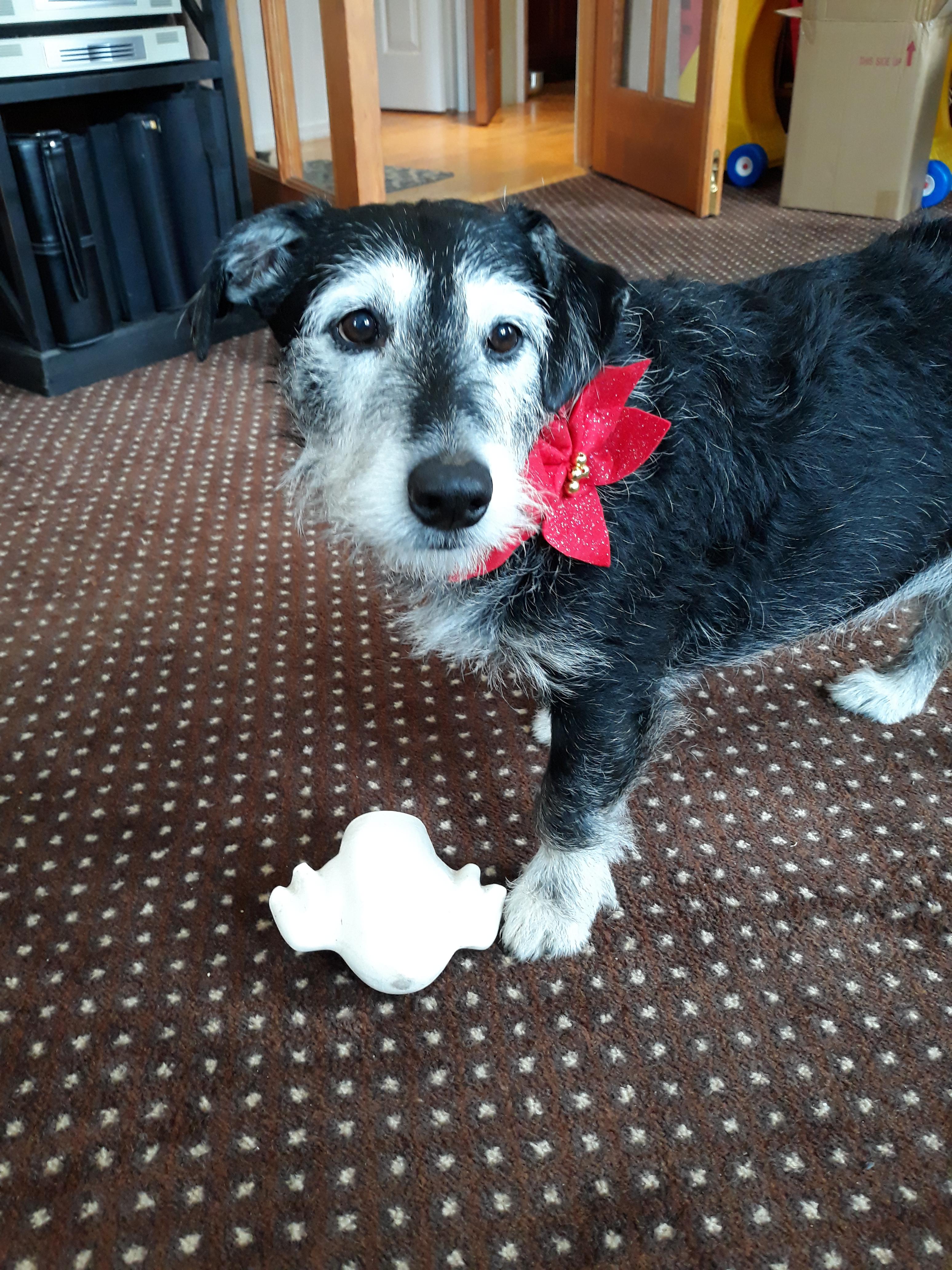 Are half breeds welcome here? Dizzy, a Scottie Lab. | Scrolller