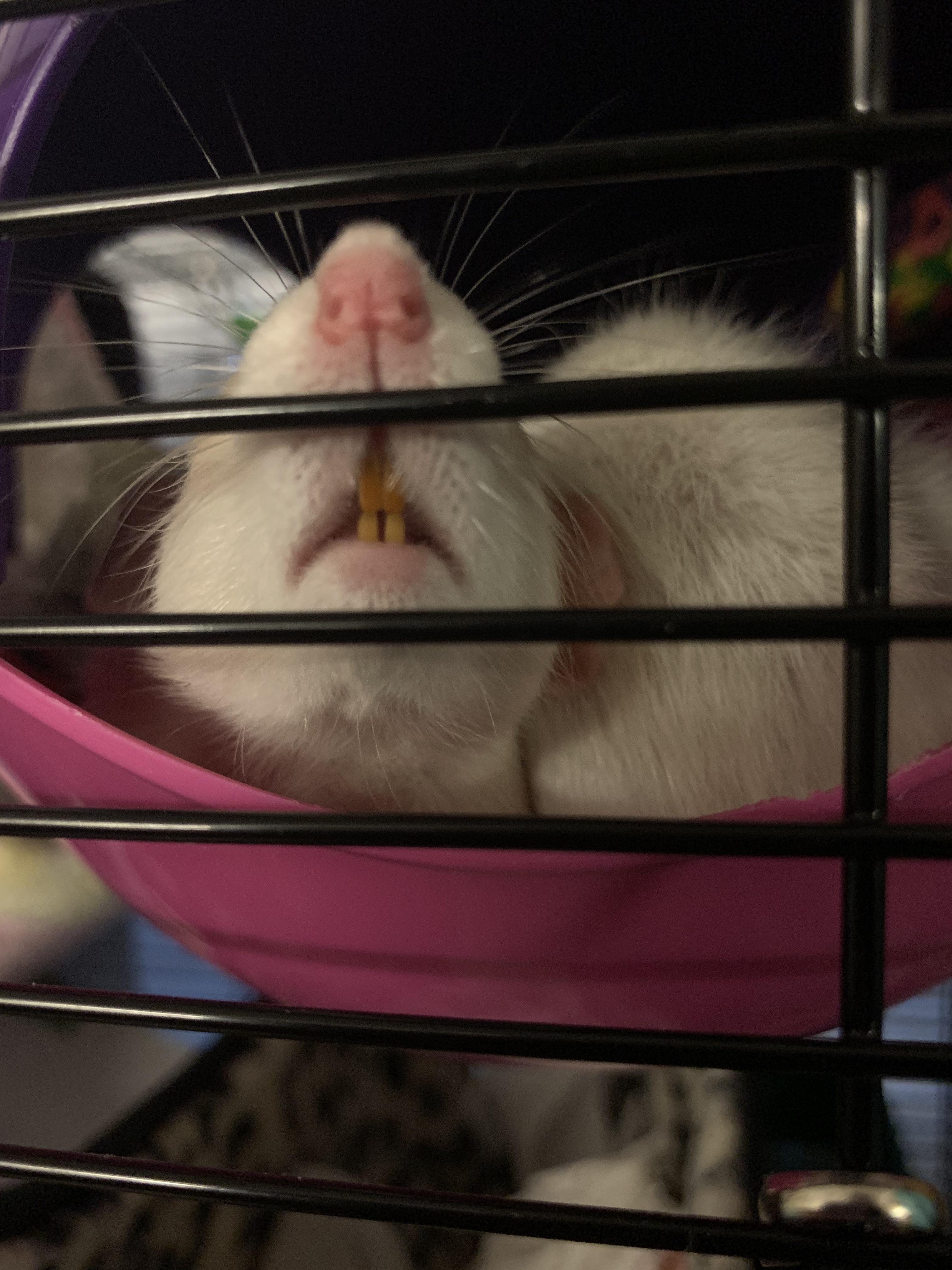 Are her teeth ok? They don’t look too long but are they too far apart? | Scrolller