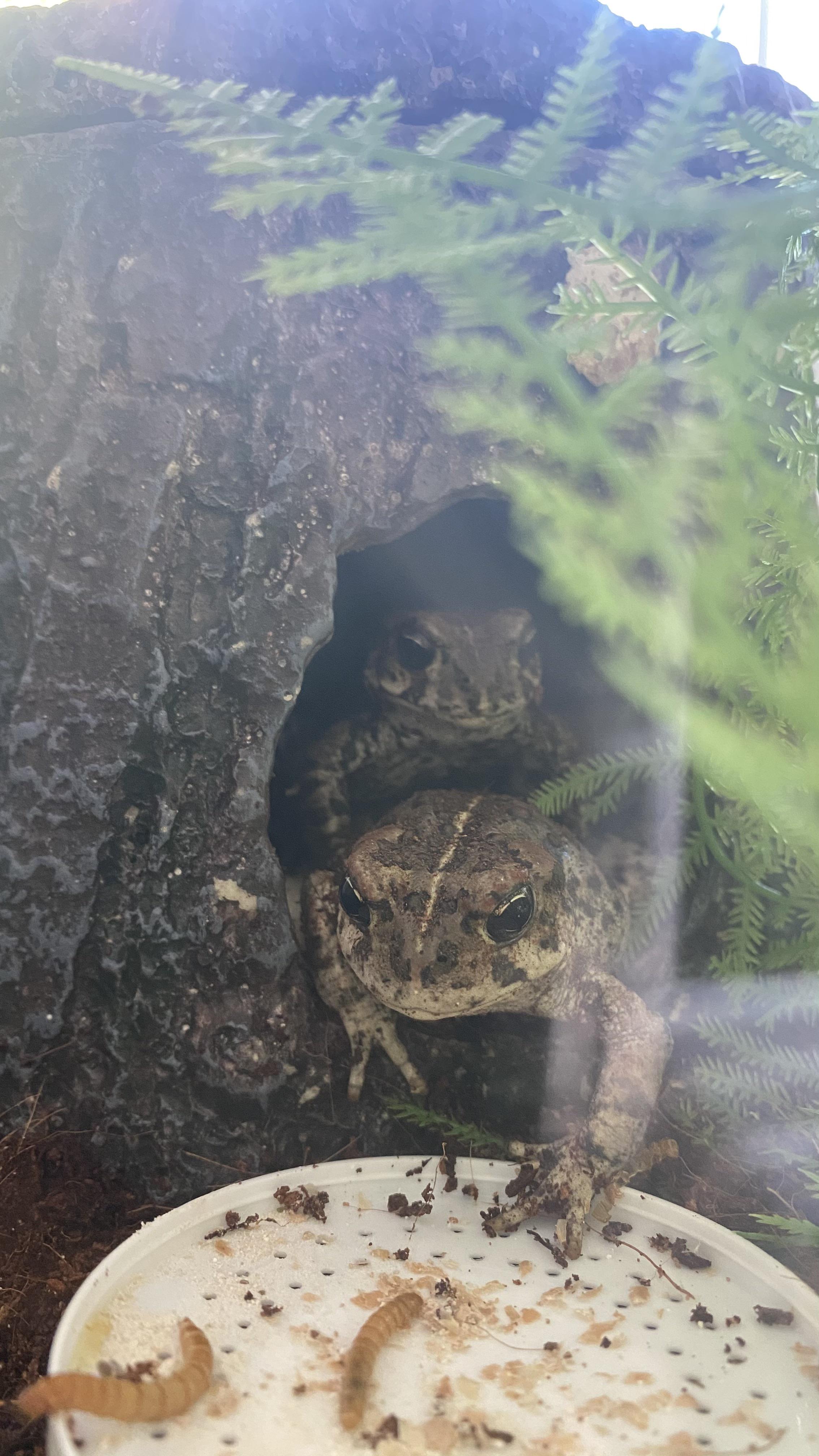 are these california toads? | Scrolller