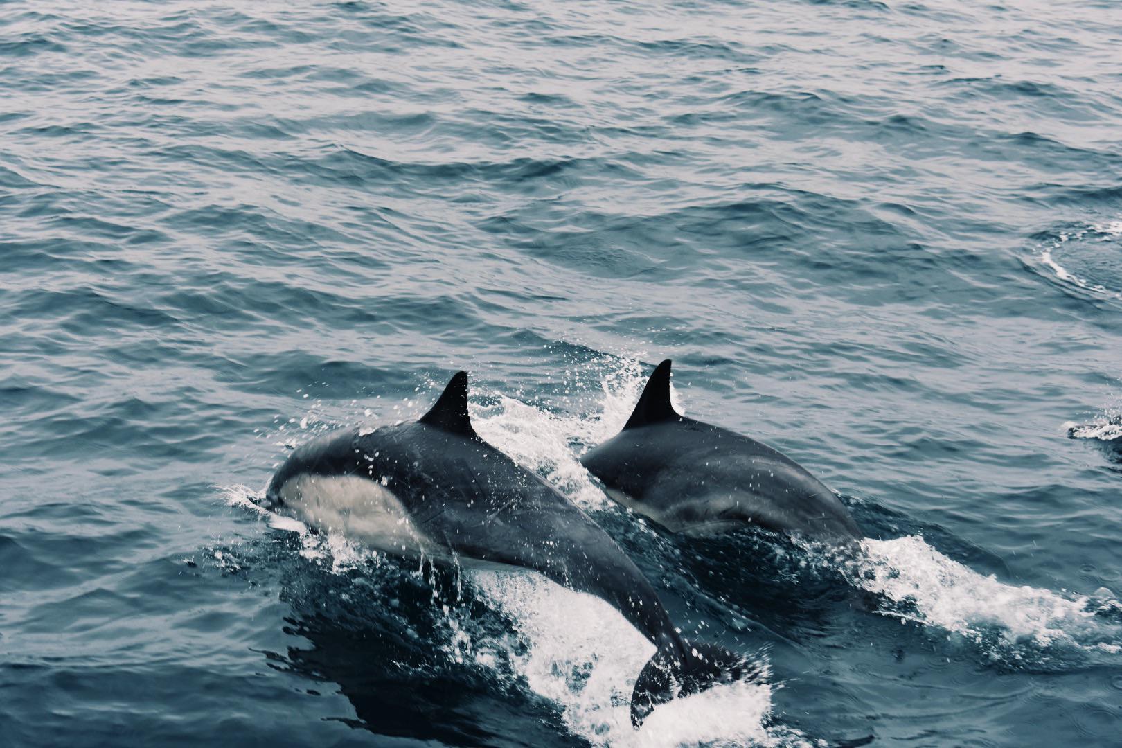 Are these pacific white sided dolphins? | Scrolller