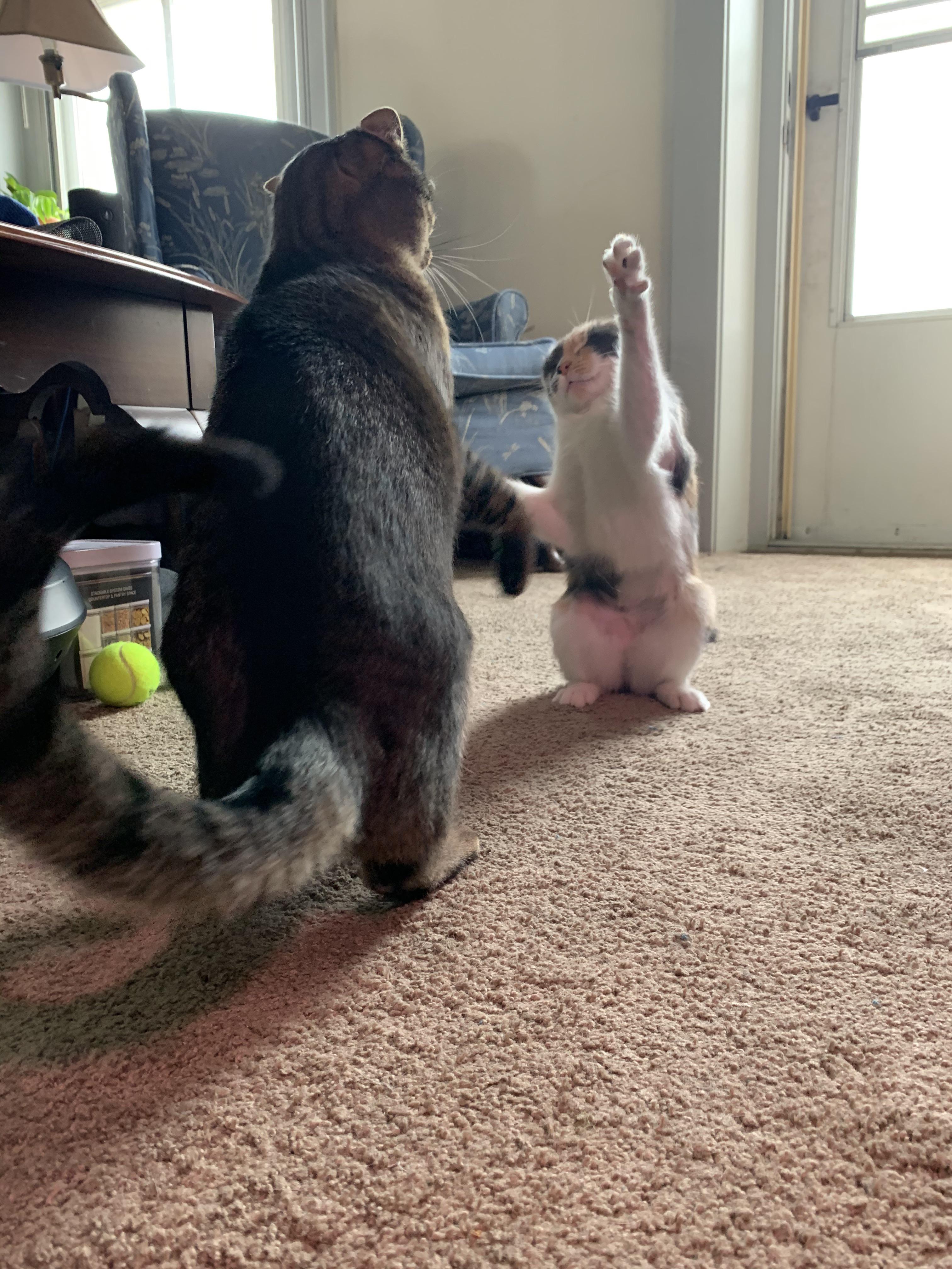 Armin & Mildred are the best at slap fights! | Scrolller