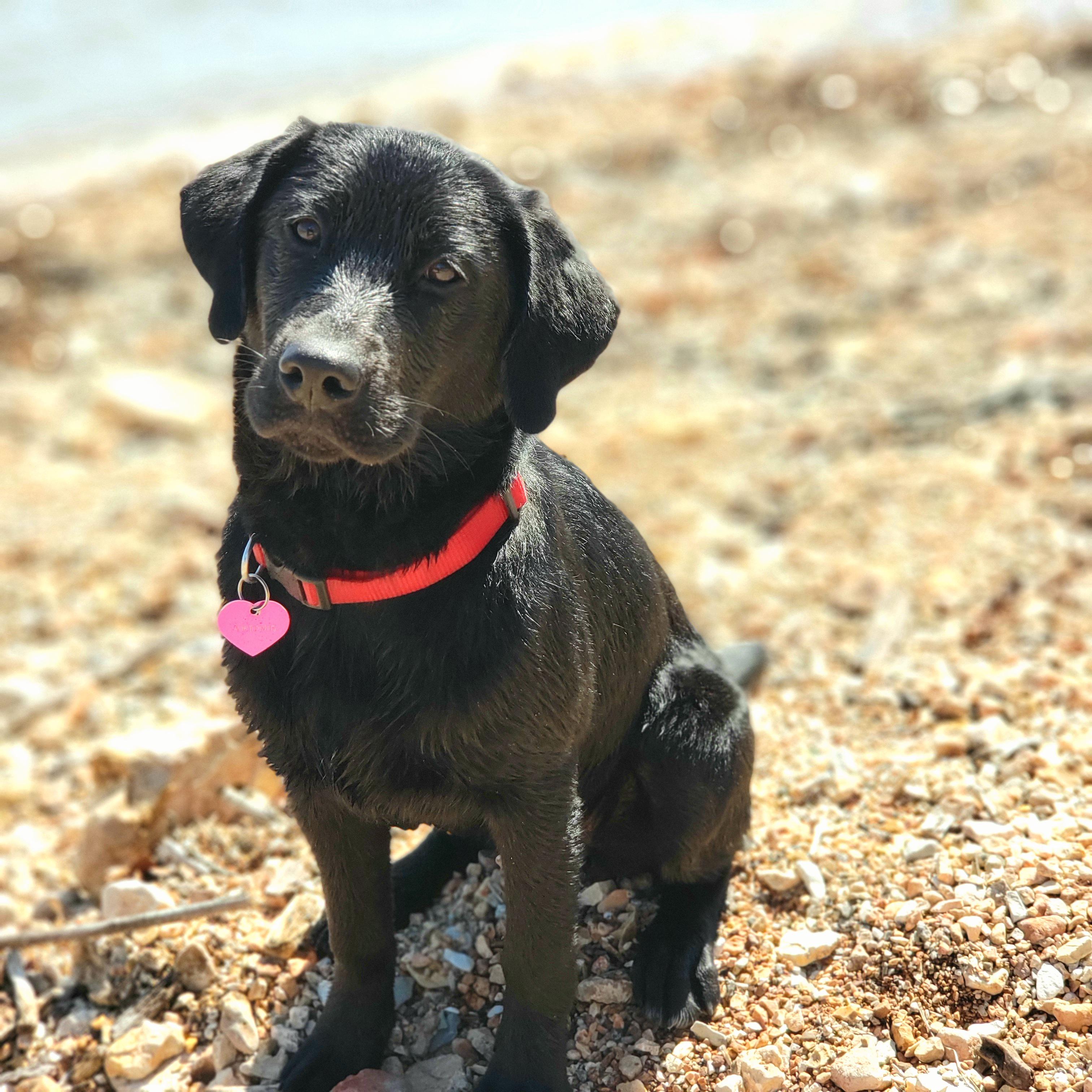 Artemis, the goodest girl. | Scrolller