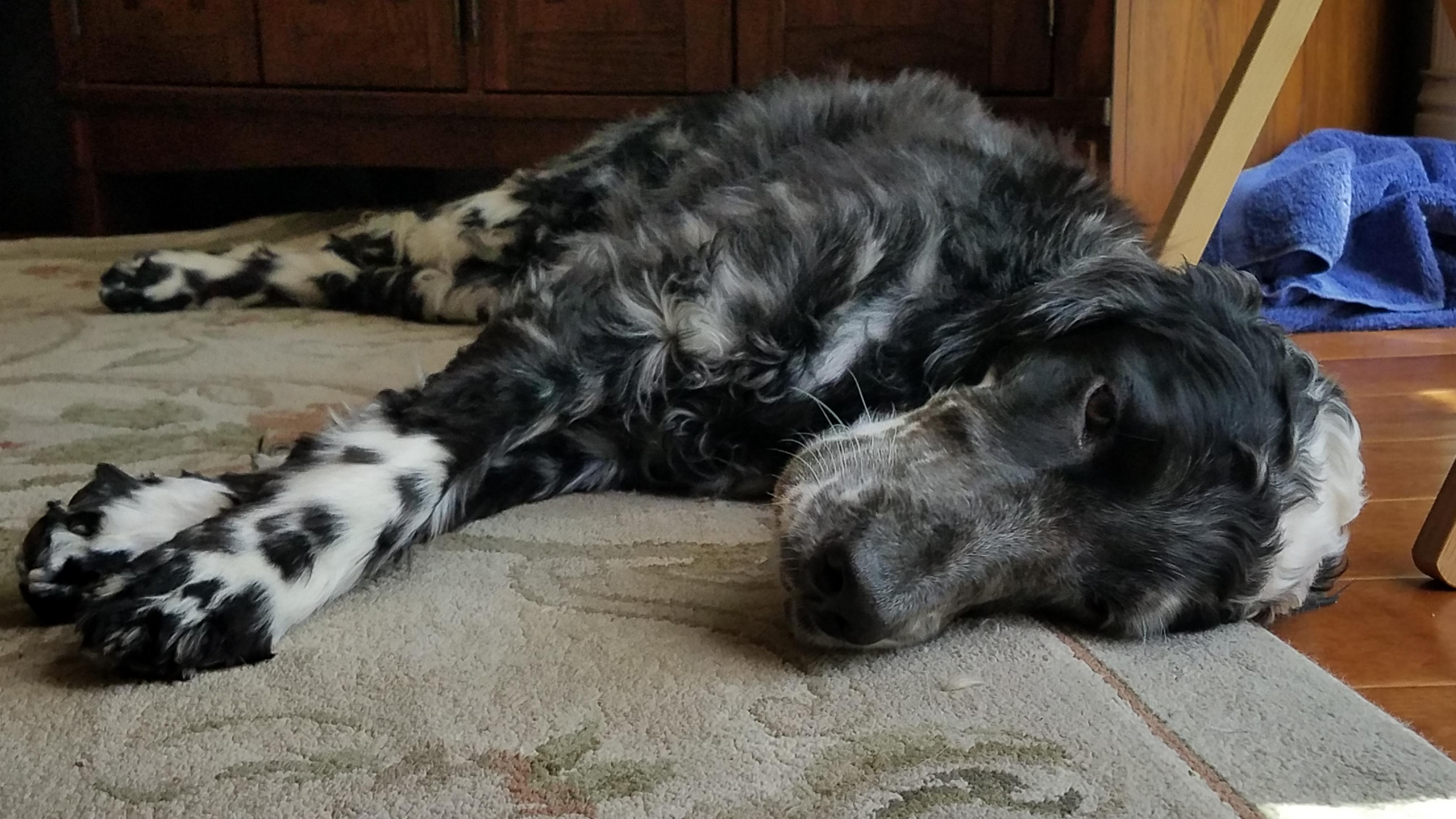 Ashley's getting sleepy during the exciting Portland v. Denver game ...