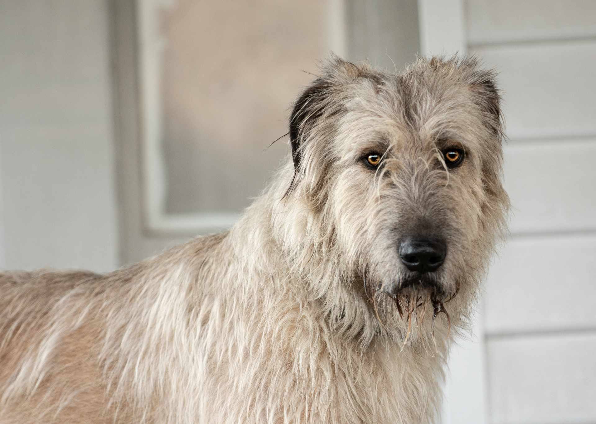 Aslan on the verandah | Scrolller