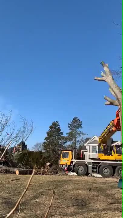 Assembling Trees | Scrolller