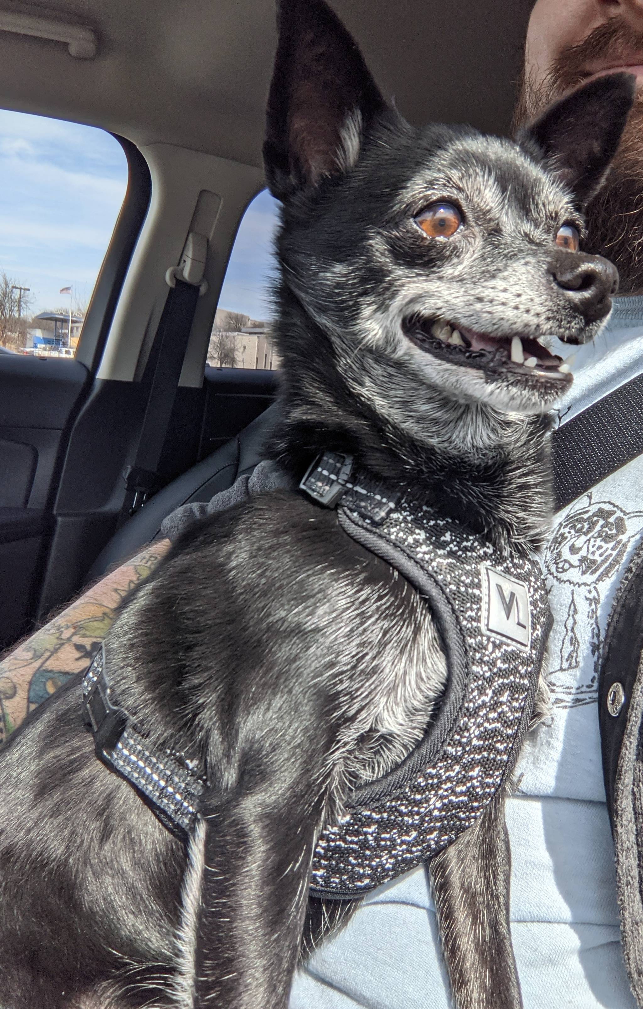 At 13 years old, she is on her way to her forever home. I adopted this cutie today. Meet Peanut ...