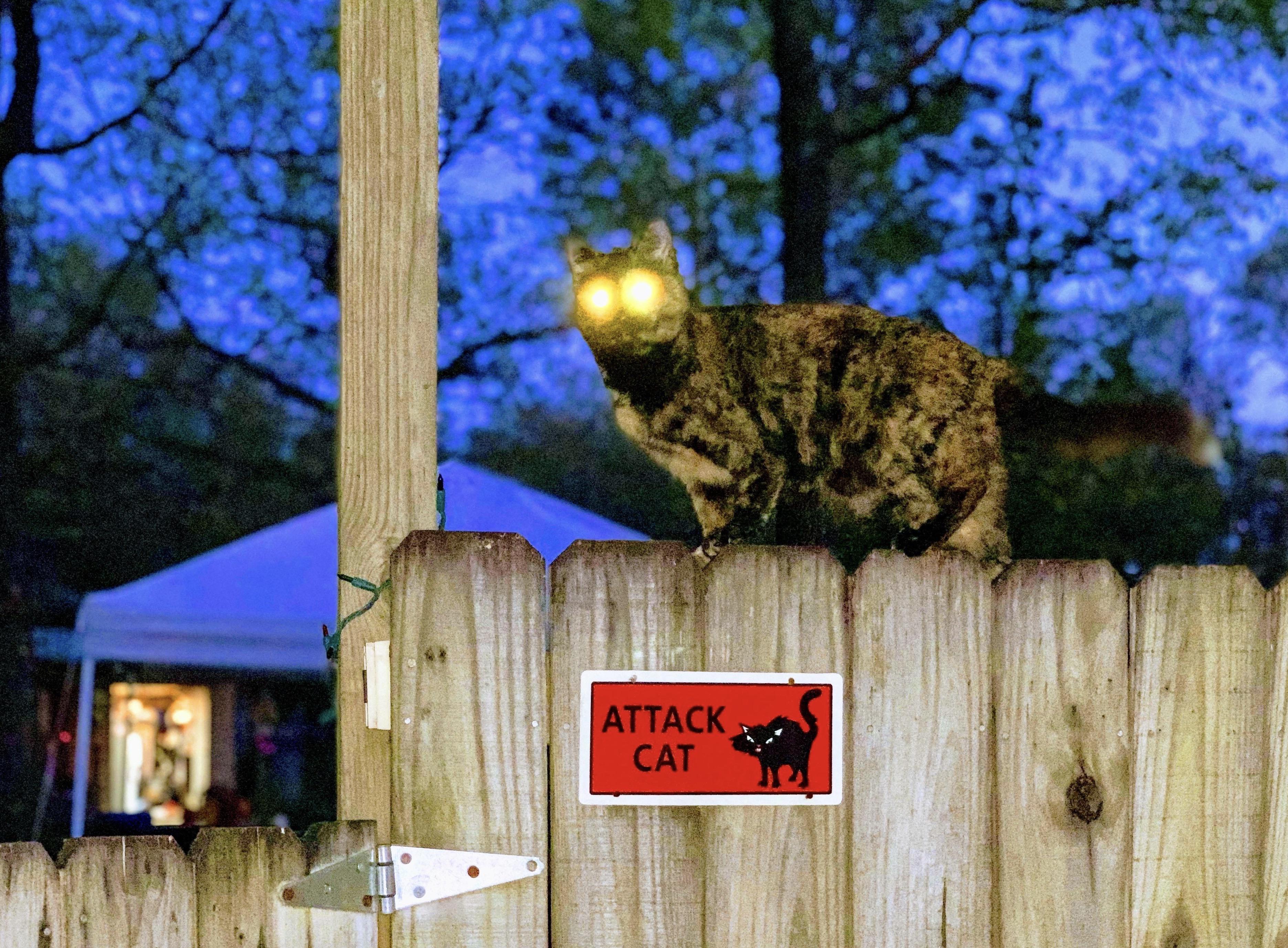 Attack Cat. | Scrolller