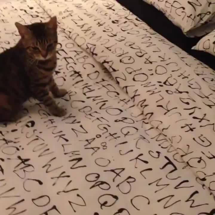 Attack from the cat dimension | Scrolller