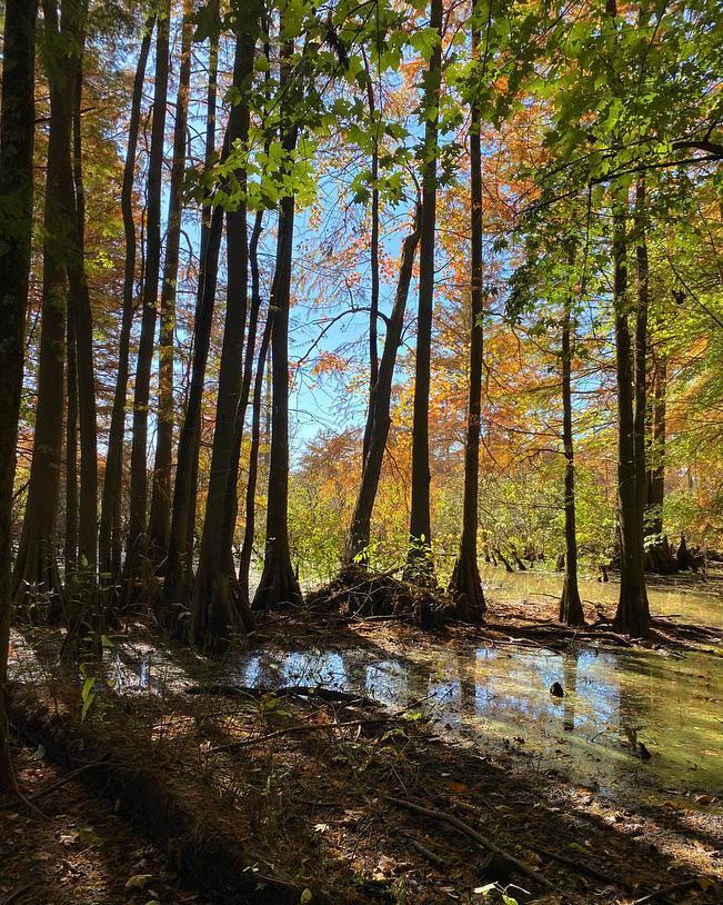 Autumn in the bald cypress swamp | Scrolller