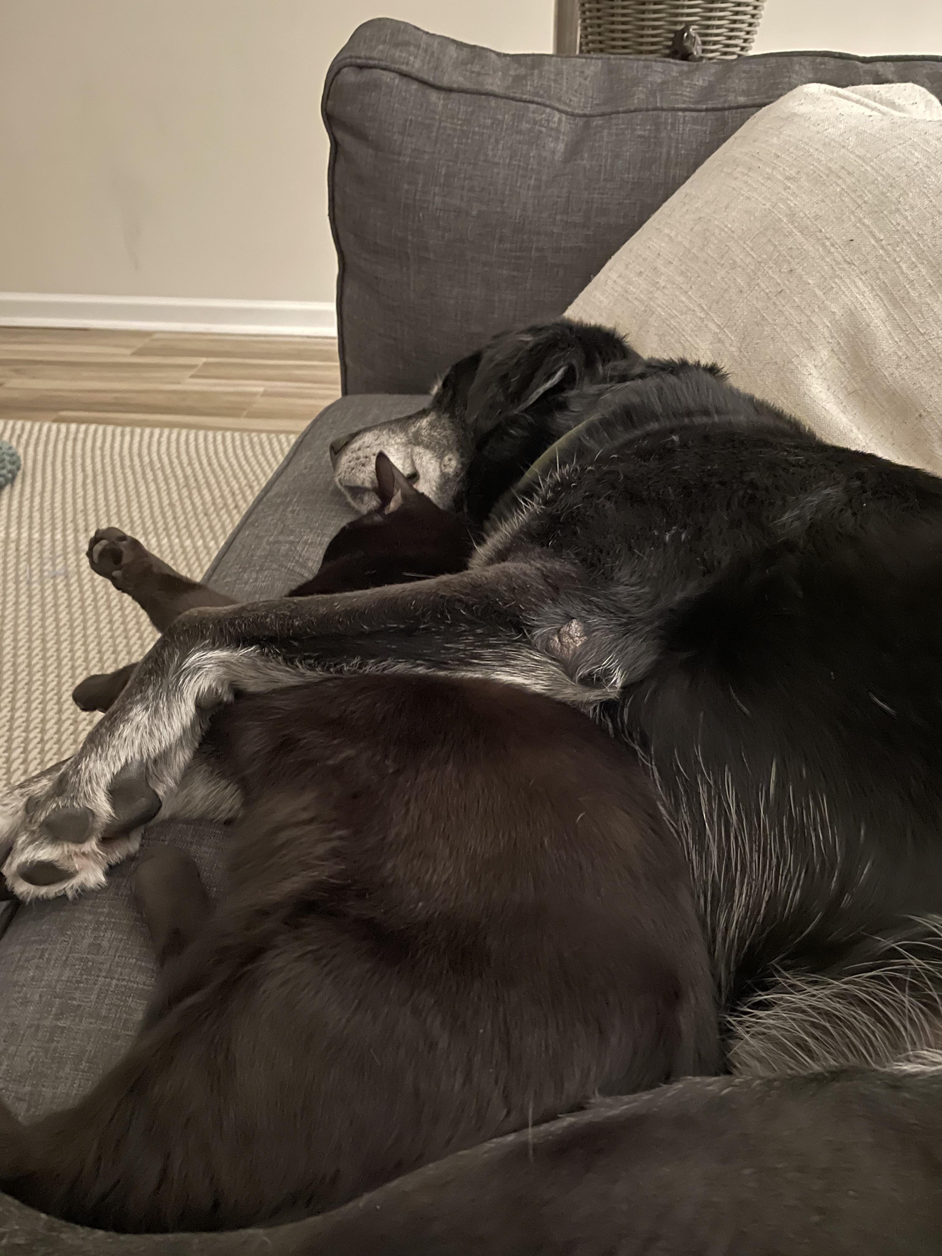 Ava and Remy being cuddly bros. | Scrolller