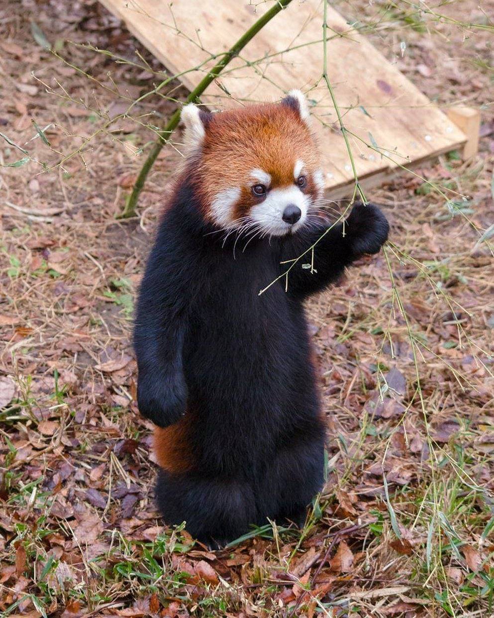 Awesome Red Panda | Scrolller
