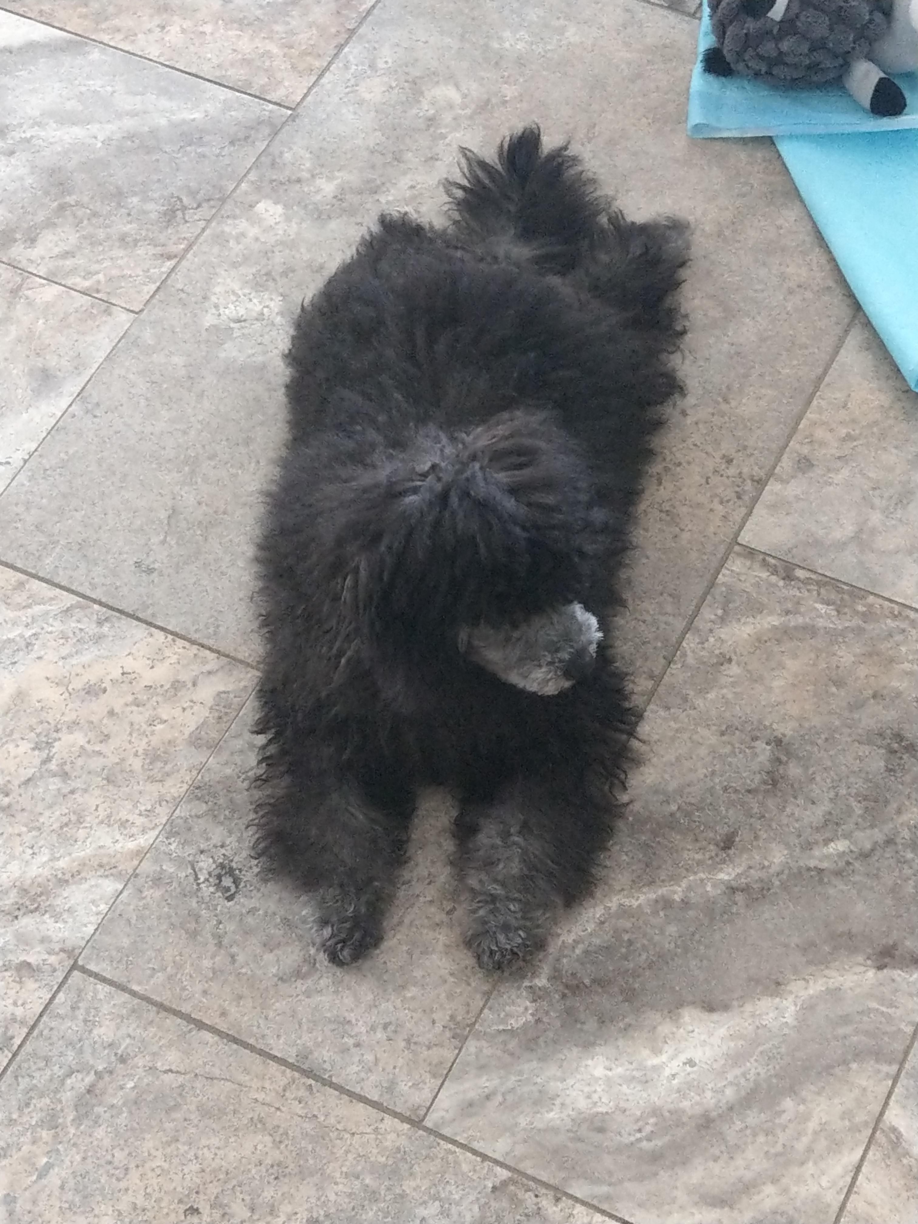 Ba Ba black sheep loaf | Scrolller