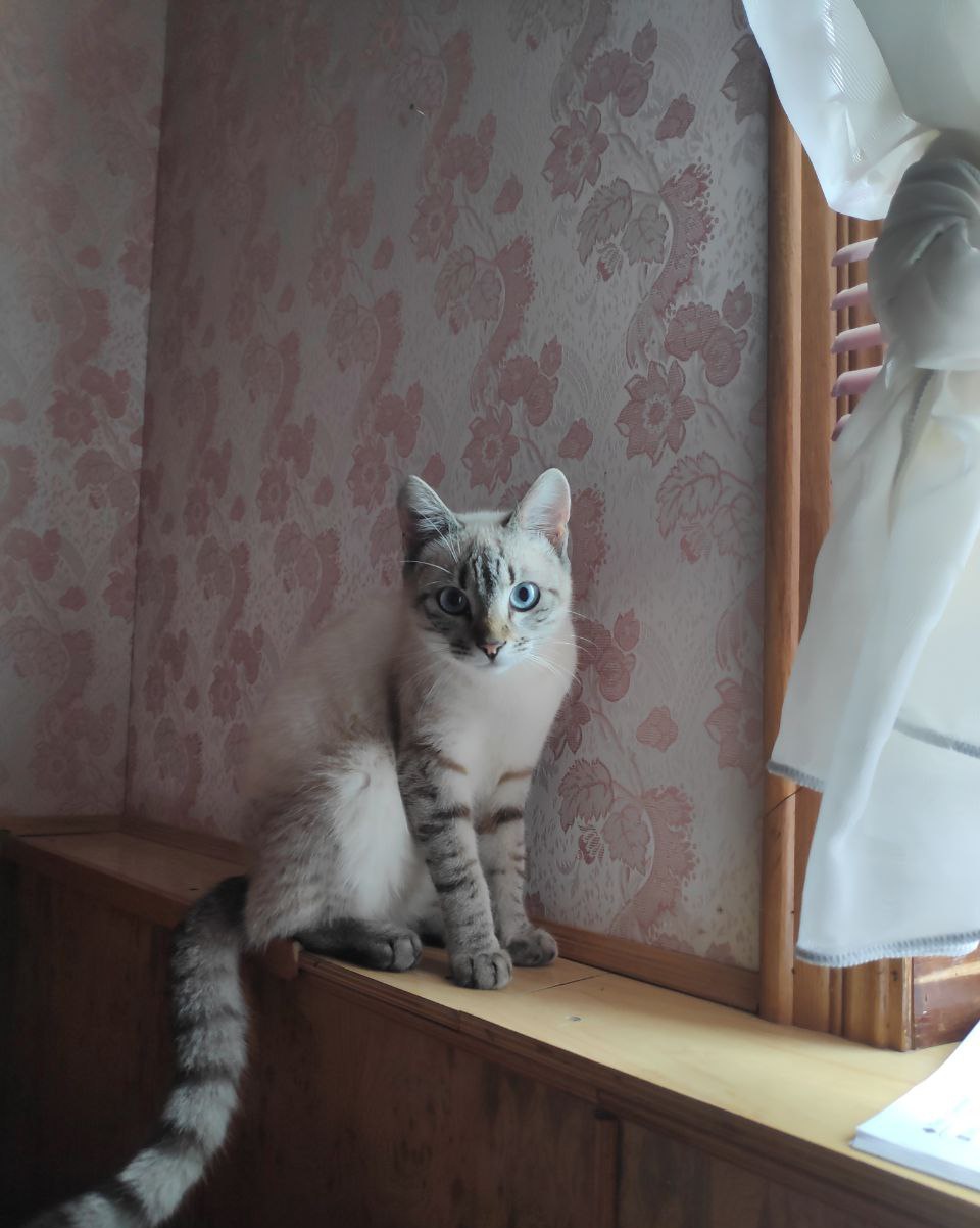 babushka's cat | Scrolller