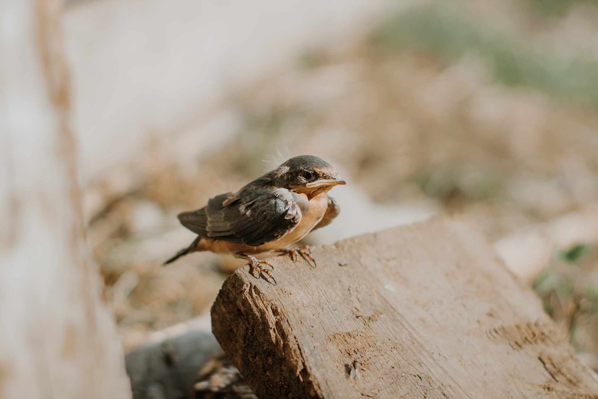 Baby Barn Swallow | Scrolller