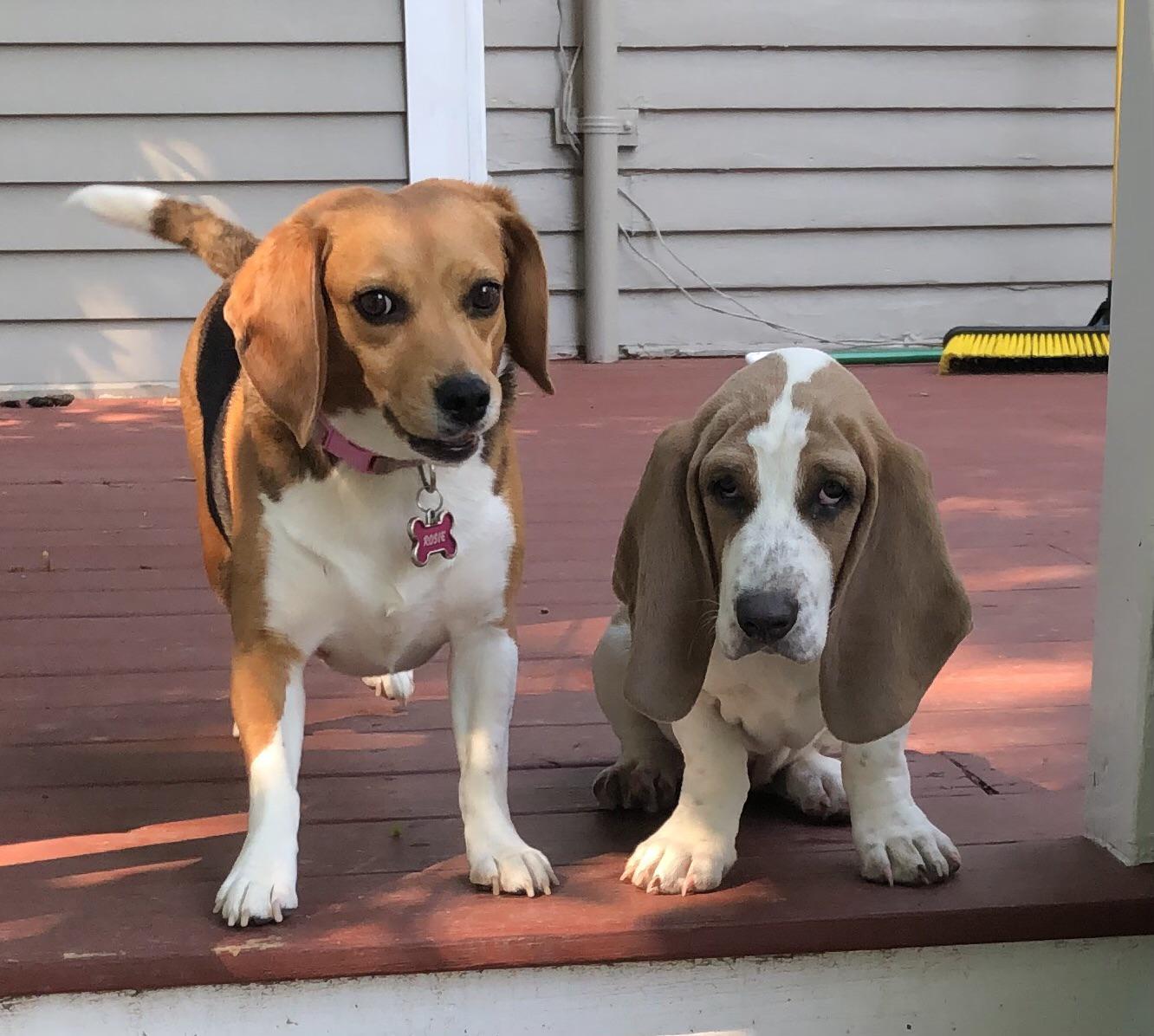 Baby basset with her beagle big sister. | Scrolller