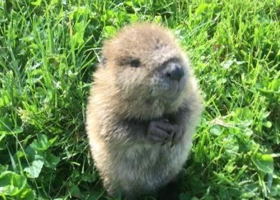 Baby beaver | Scrolller