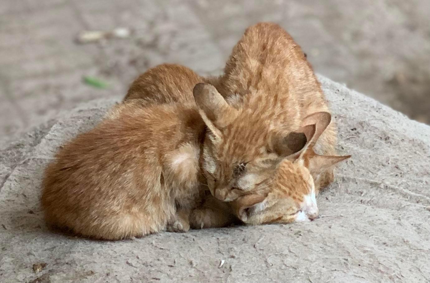 Baby cats hugs together 😻 | Scrolller