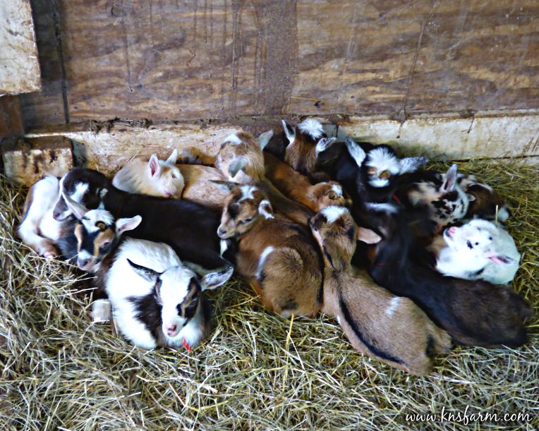 Baby goat cuddle puddle | Scrolller